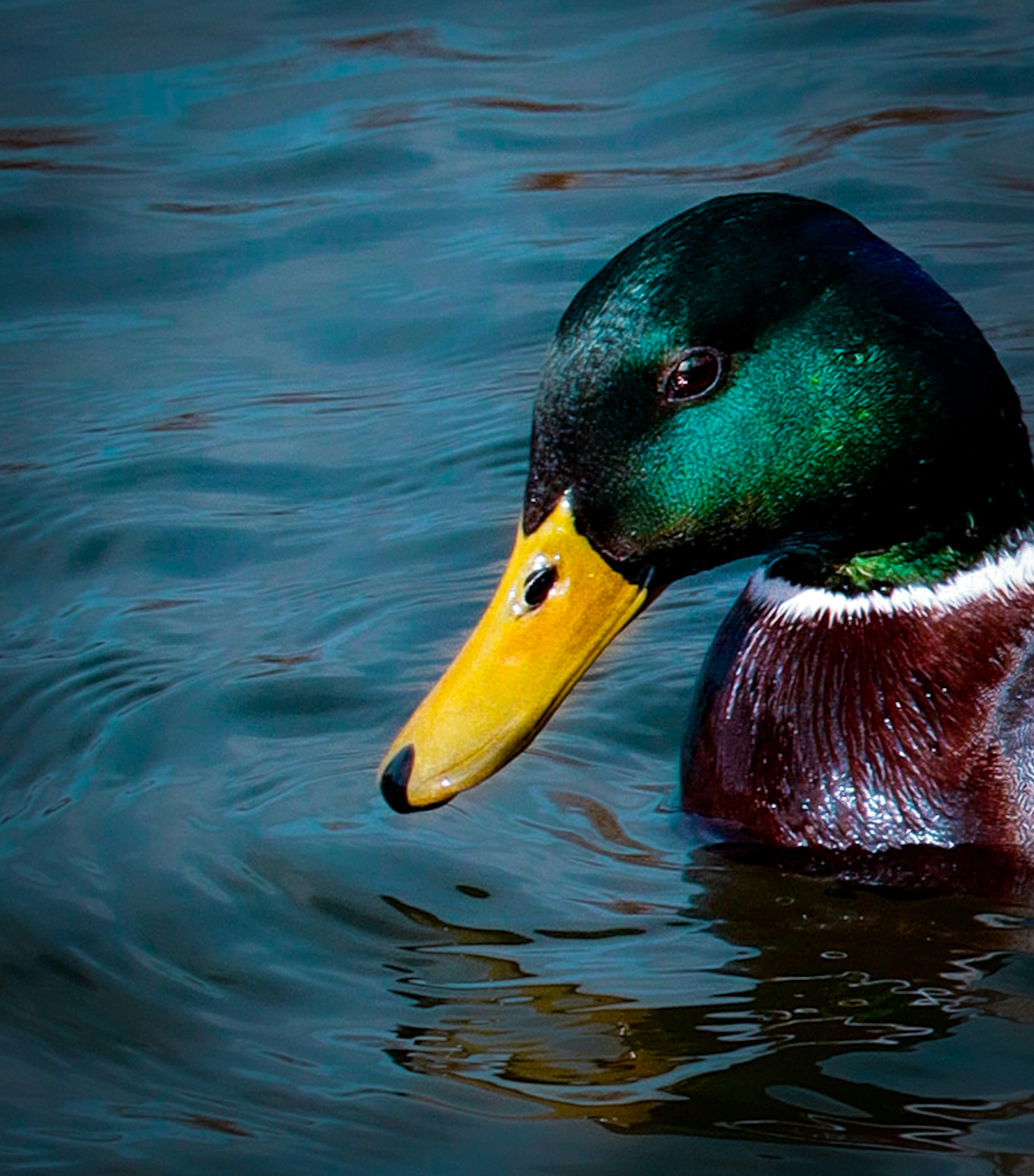 a close up of a duck in a body of water