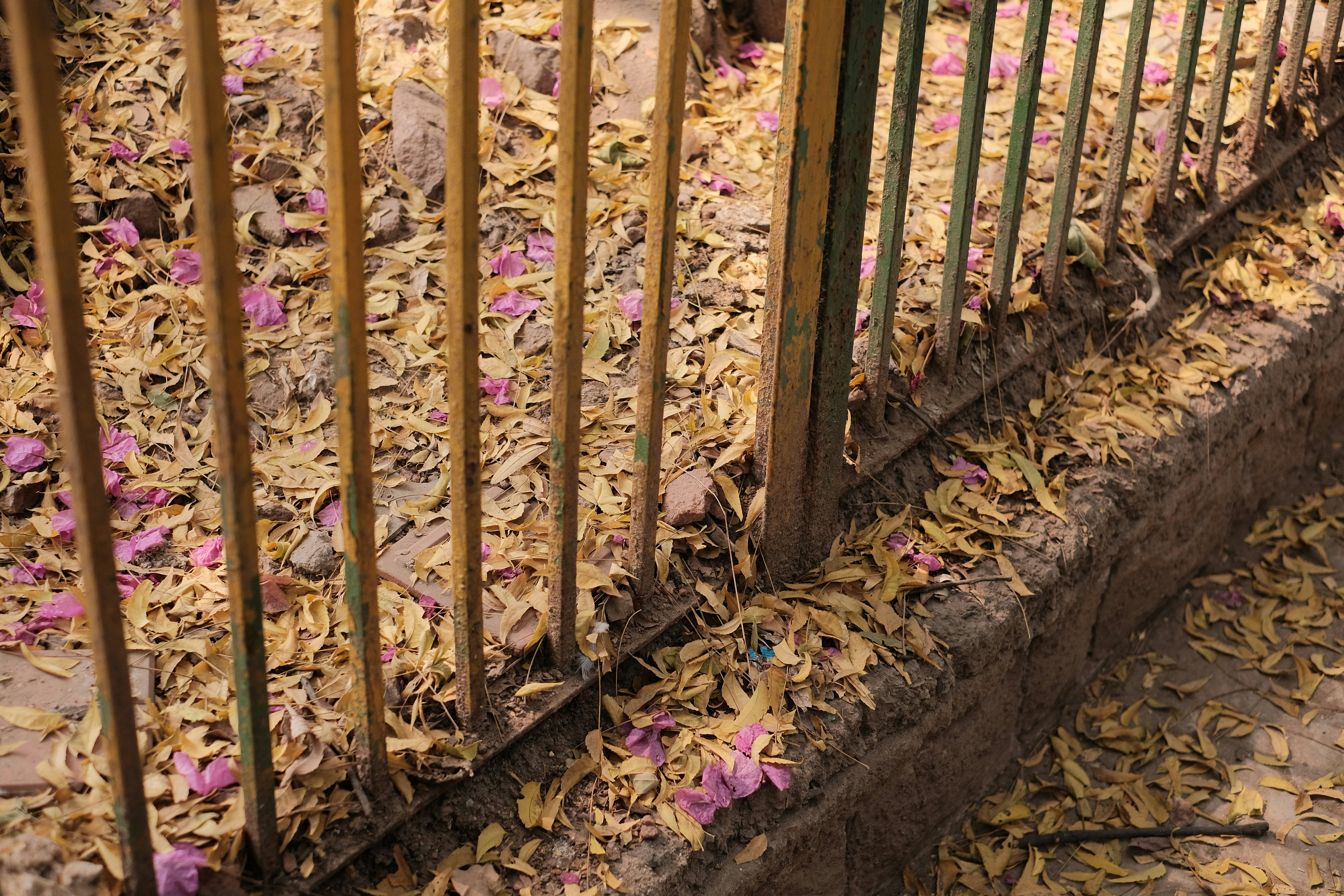Between Rails and Autumn Leaves: A Ground-Level Study