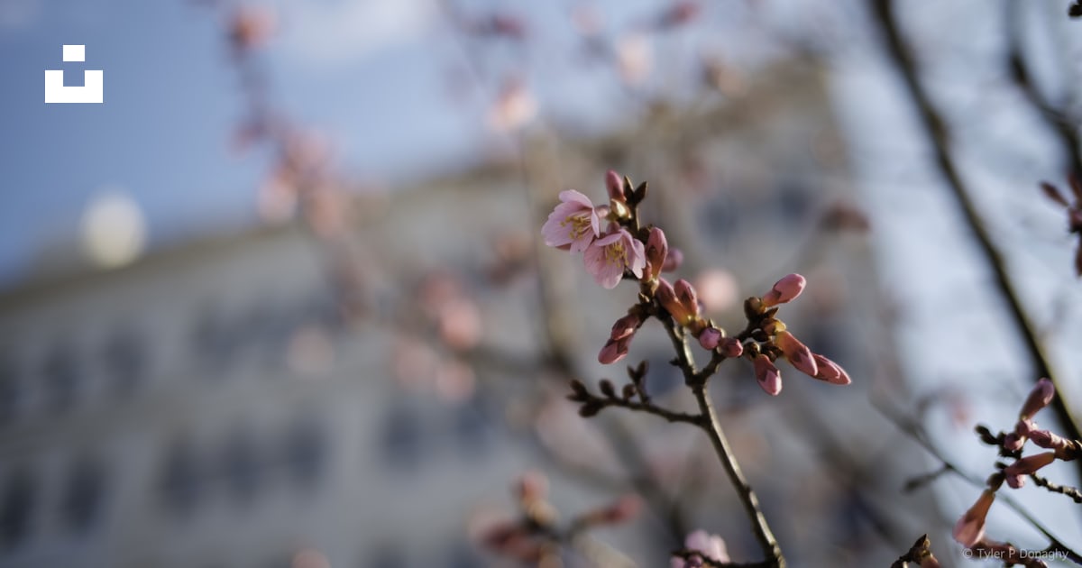 建物の前にピンク色の花が咲く枝の写真 Unsplashの花の無料画像