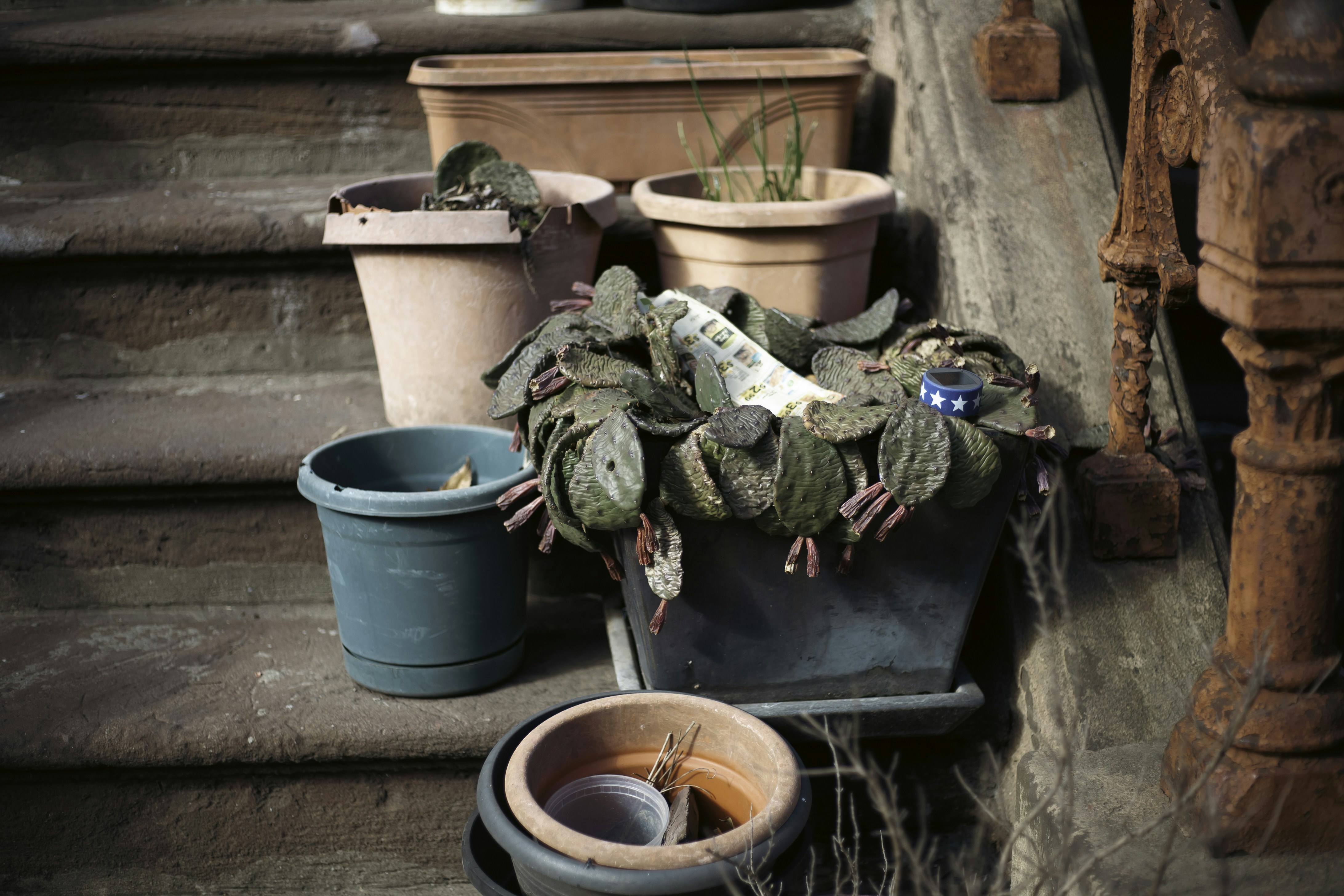Dusty Staircase Garden: Pots Reclaiming a City Step