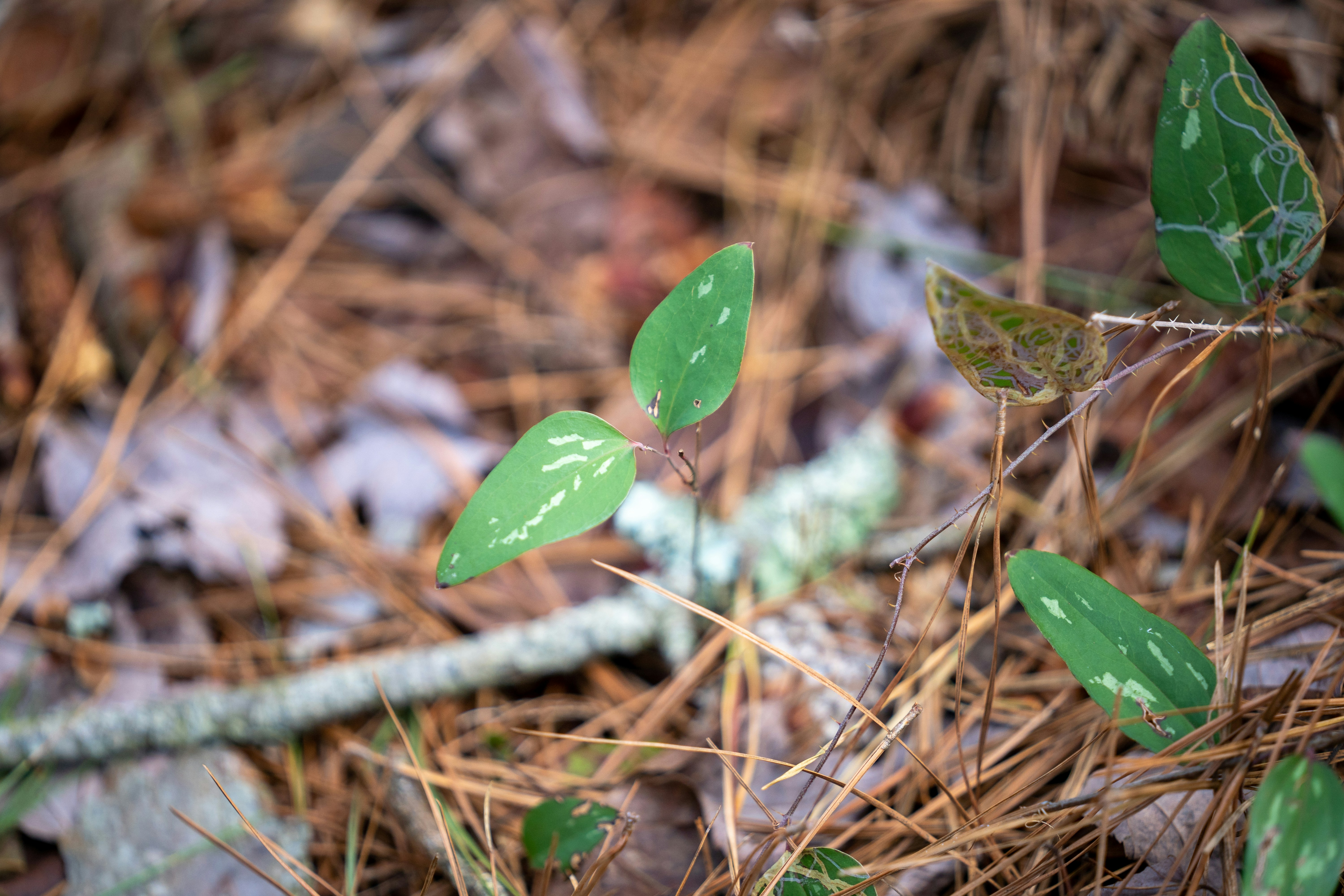 Emerald Leaves Amid Pine Needle Carpet