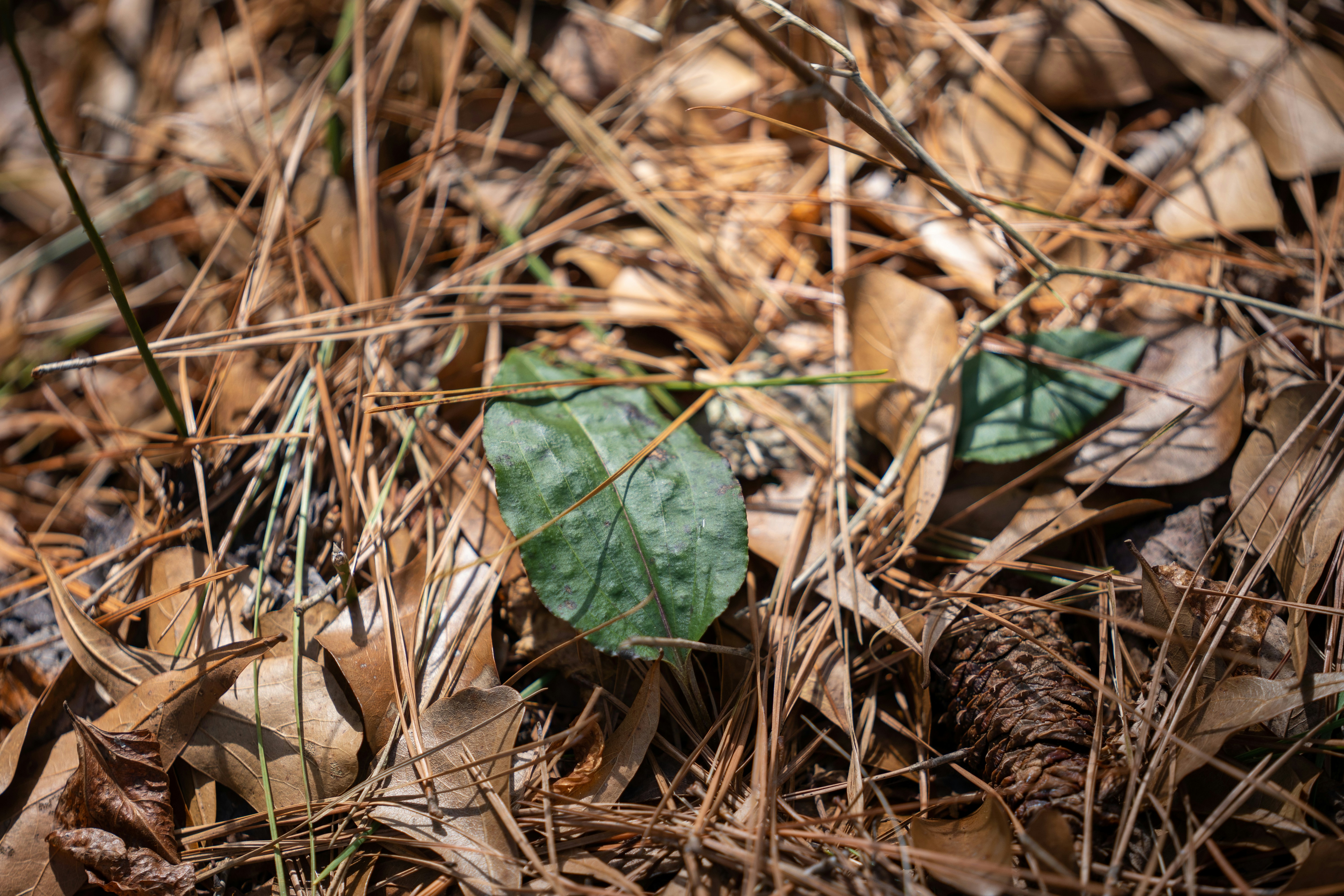 Green leaf amid autumn debris: a quiet forest floor focal point