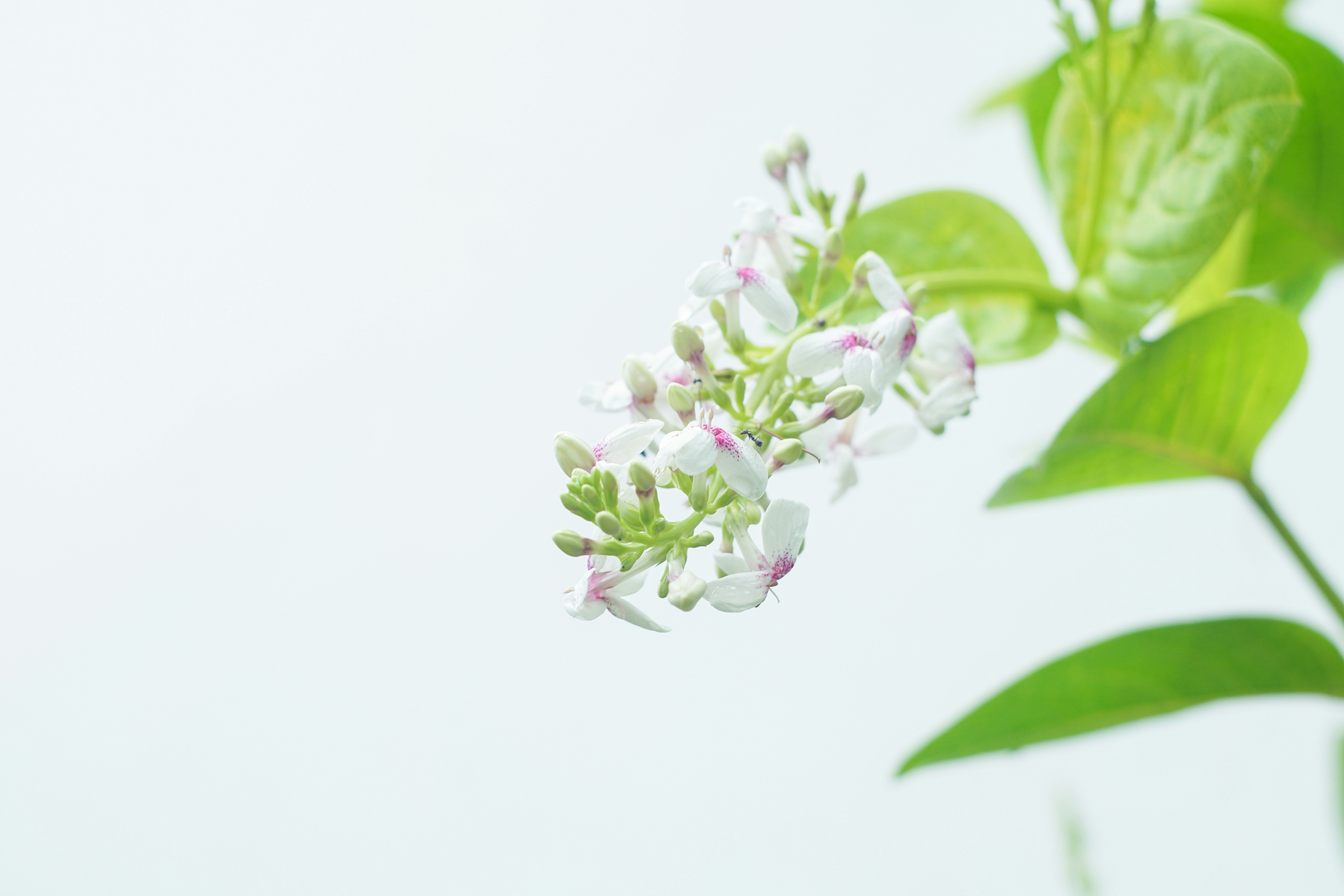 Delicate white flowers with subtle pink centers and green leaves on a soft background.