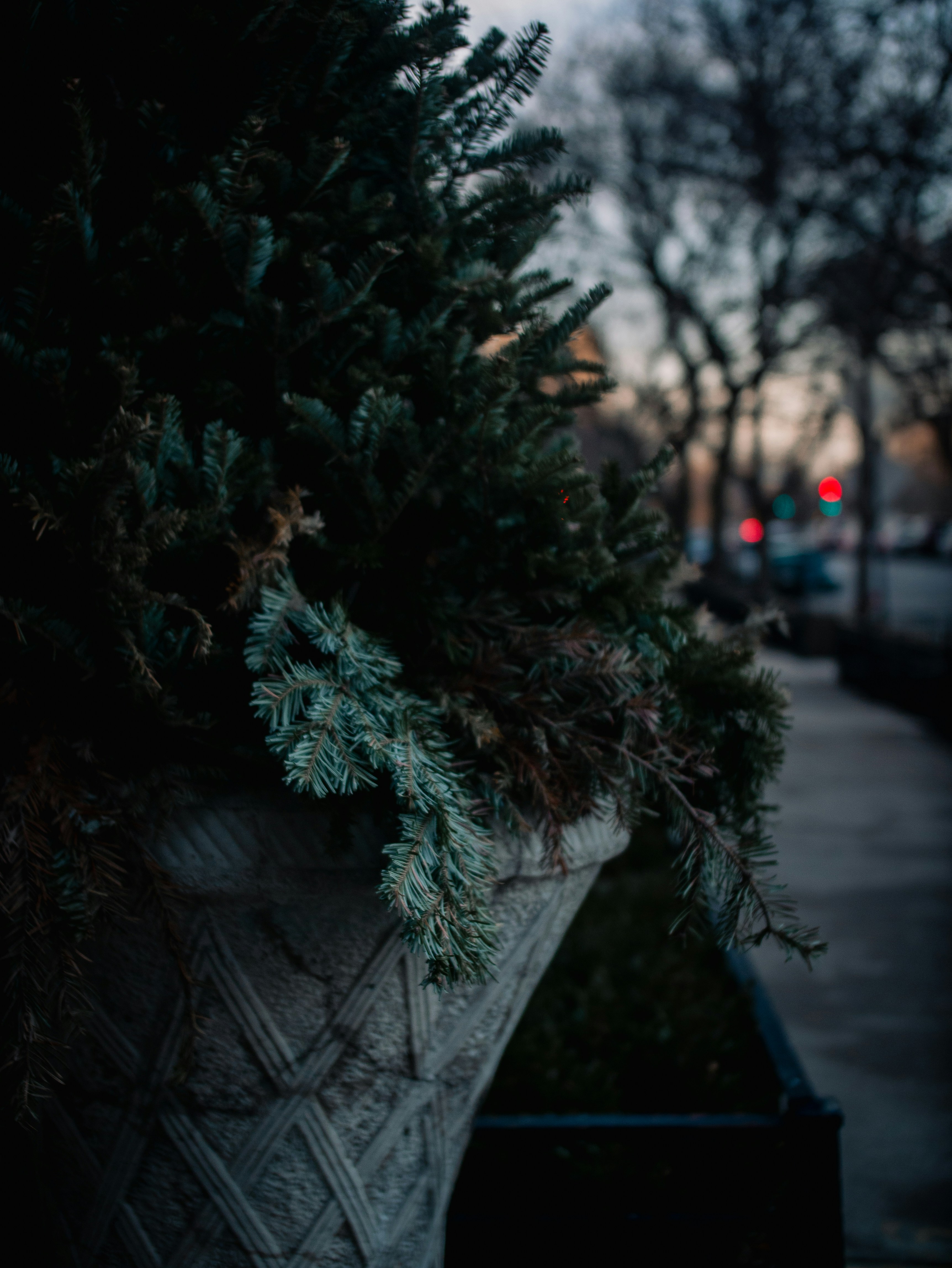 a planter filled with a pine tree next to a sidewalk