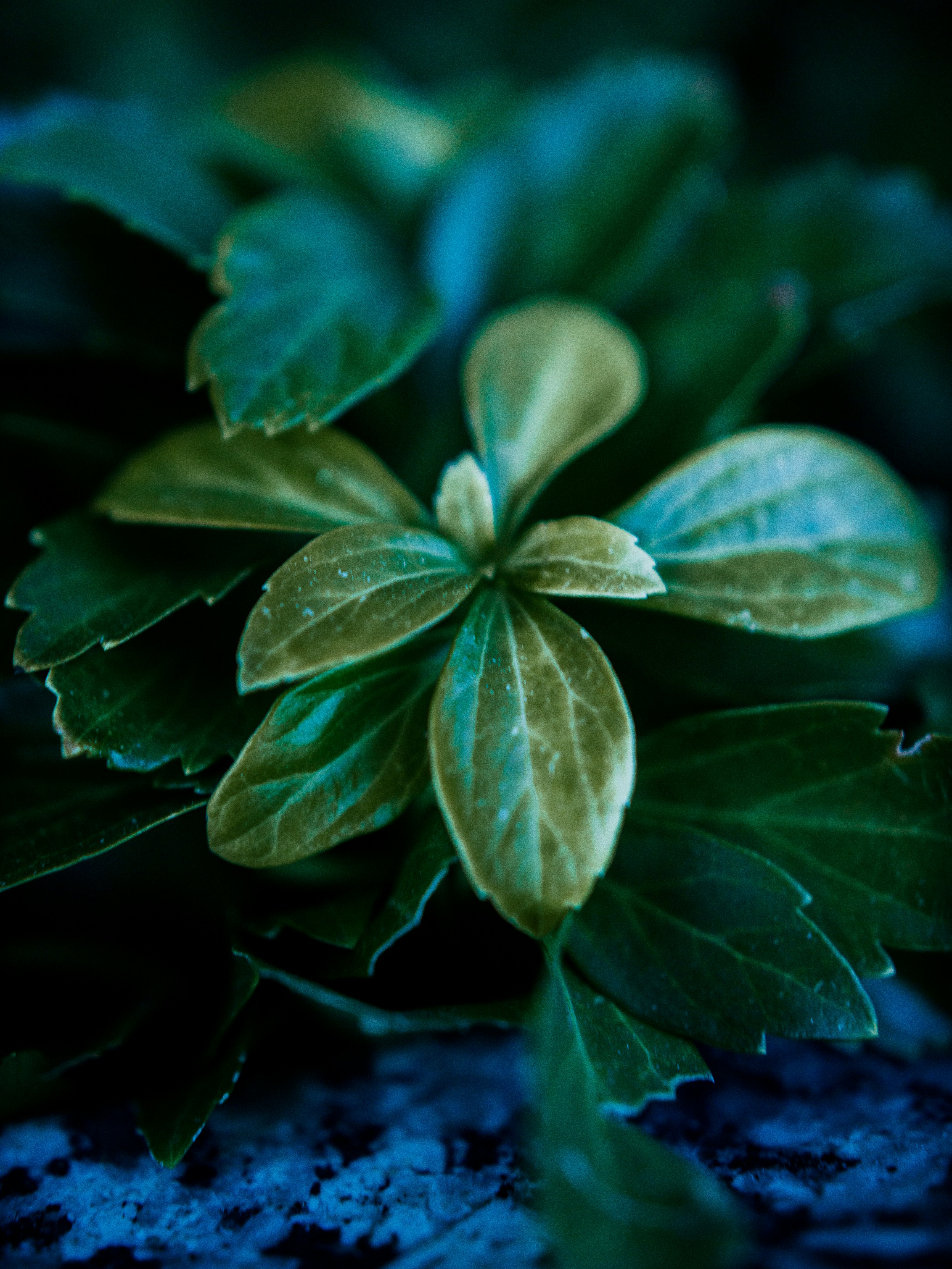 Photo by Jadon Johnson with Panasonic Lumix G85