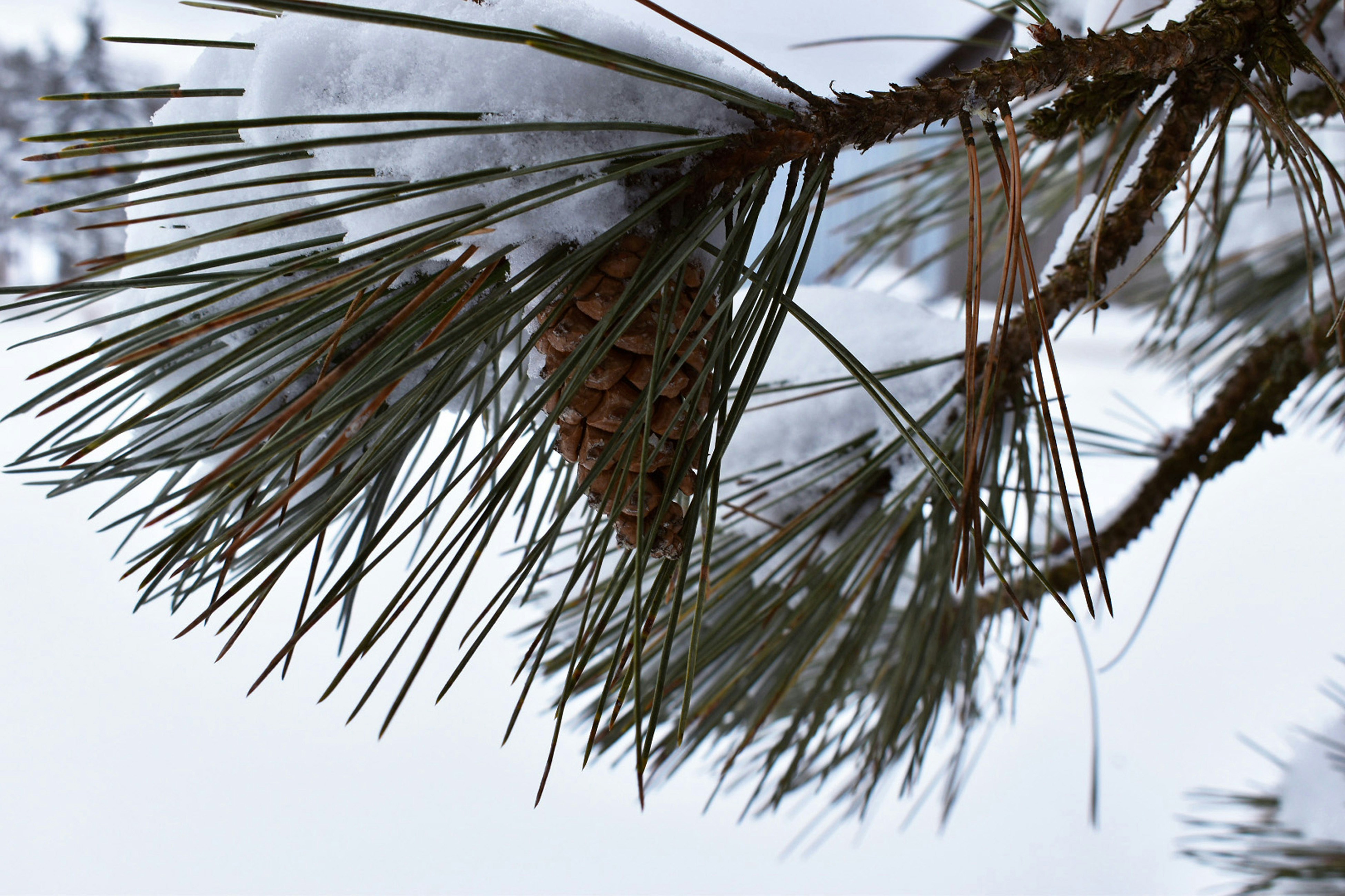 Pine Cone Amid Frosted Needles: A Winter Close-Up