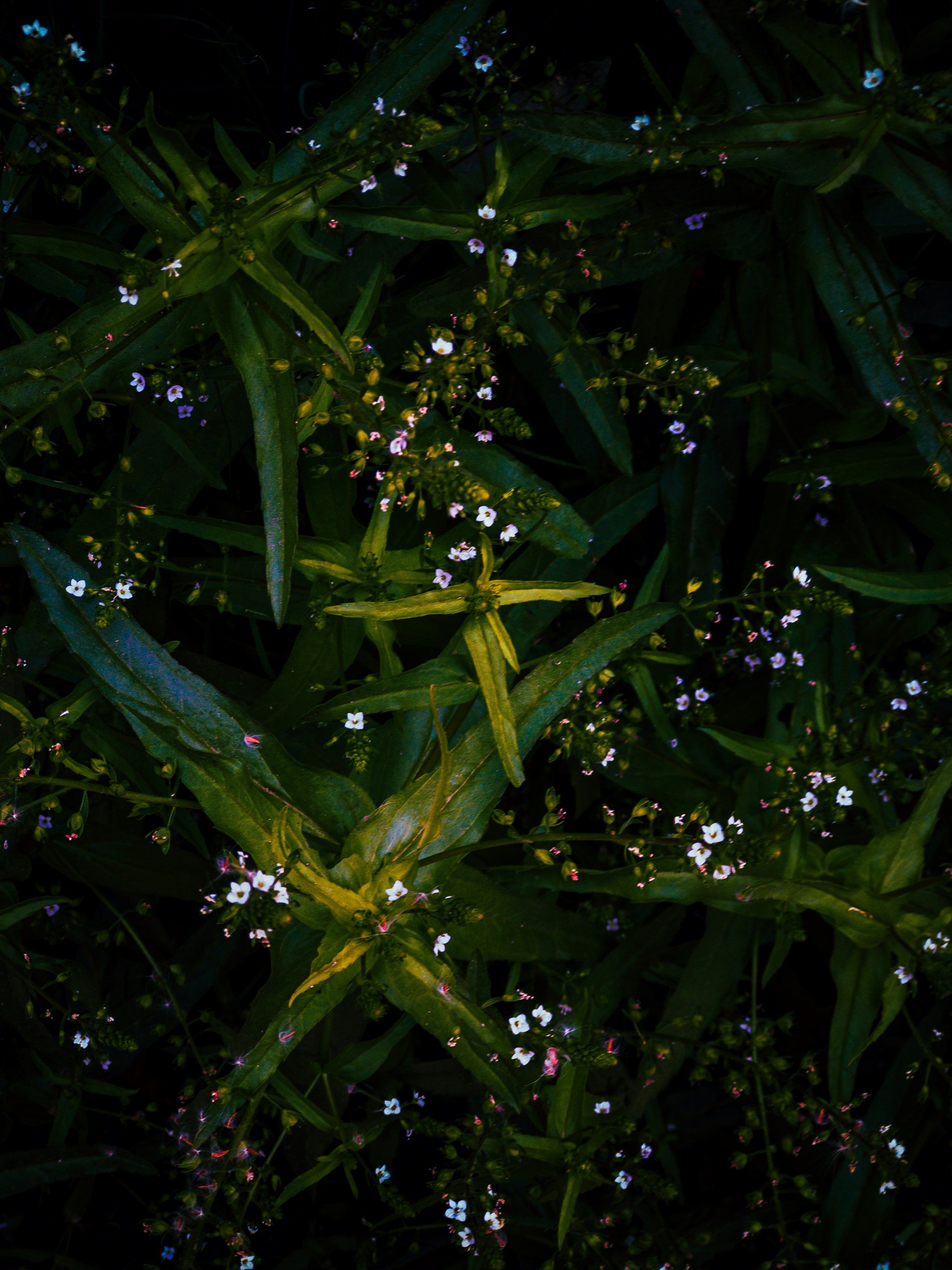 Midnight Meadow: Tiny Florals Amid Dense Foliage