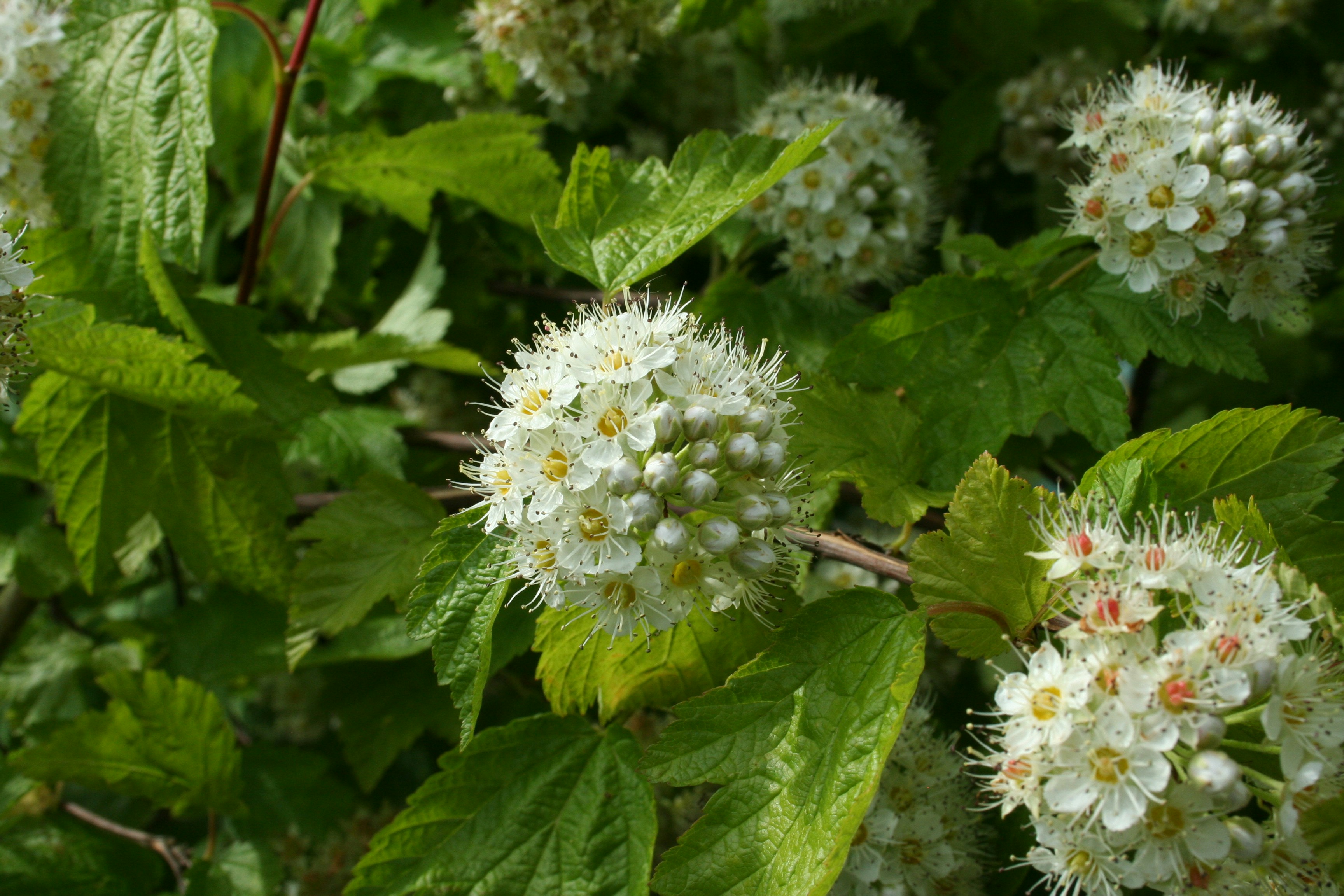 Cluster of white flowers surrounded by vibrant green leaves, showcasing intricate natural details.
