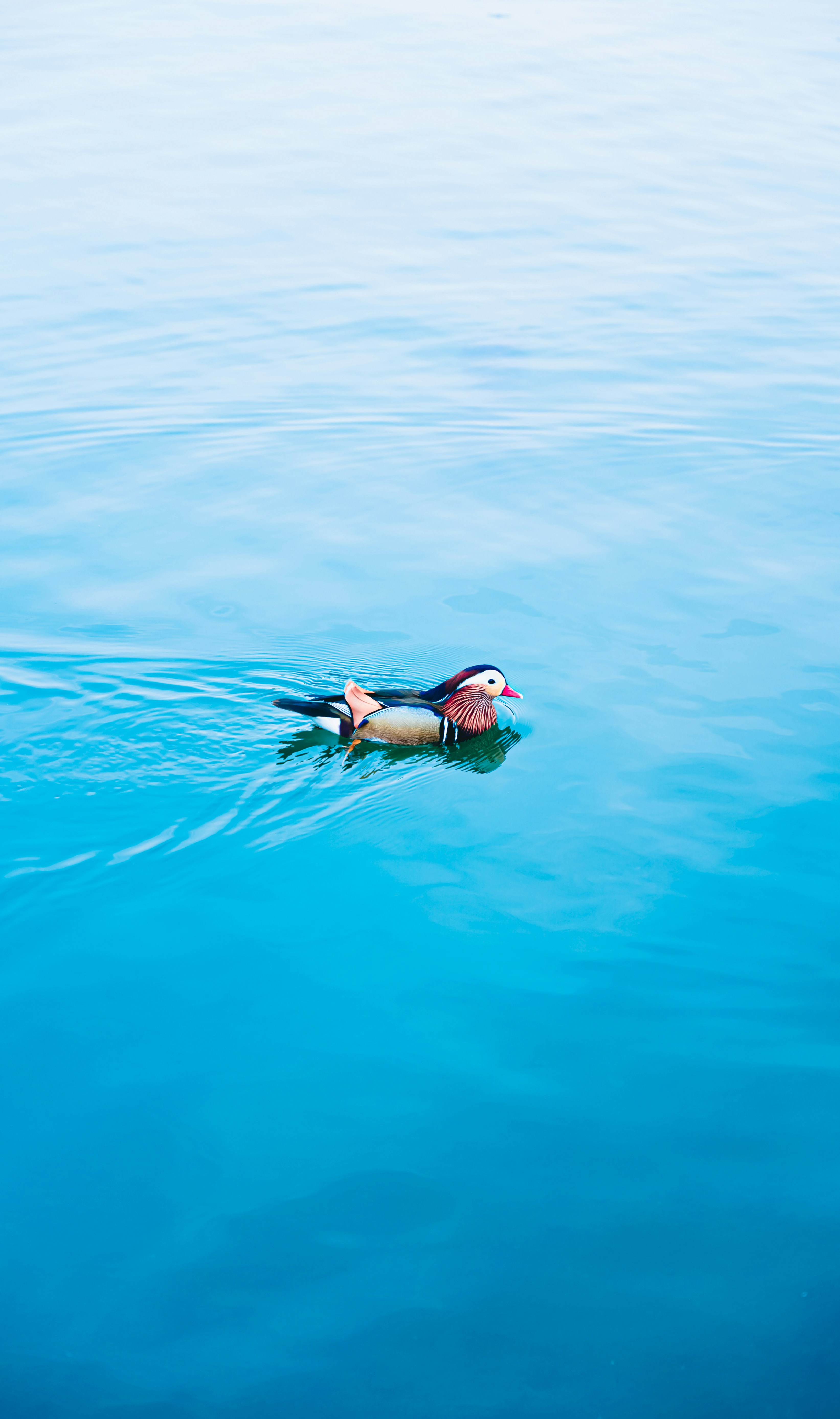 Blue Silence: A lone duck glides across glassy turquoise water