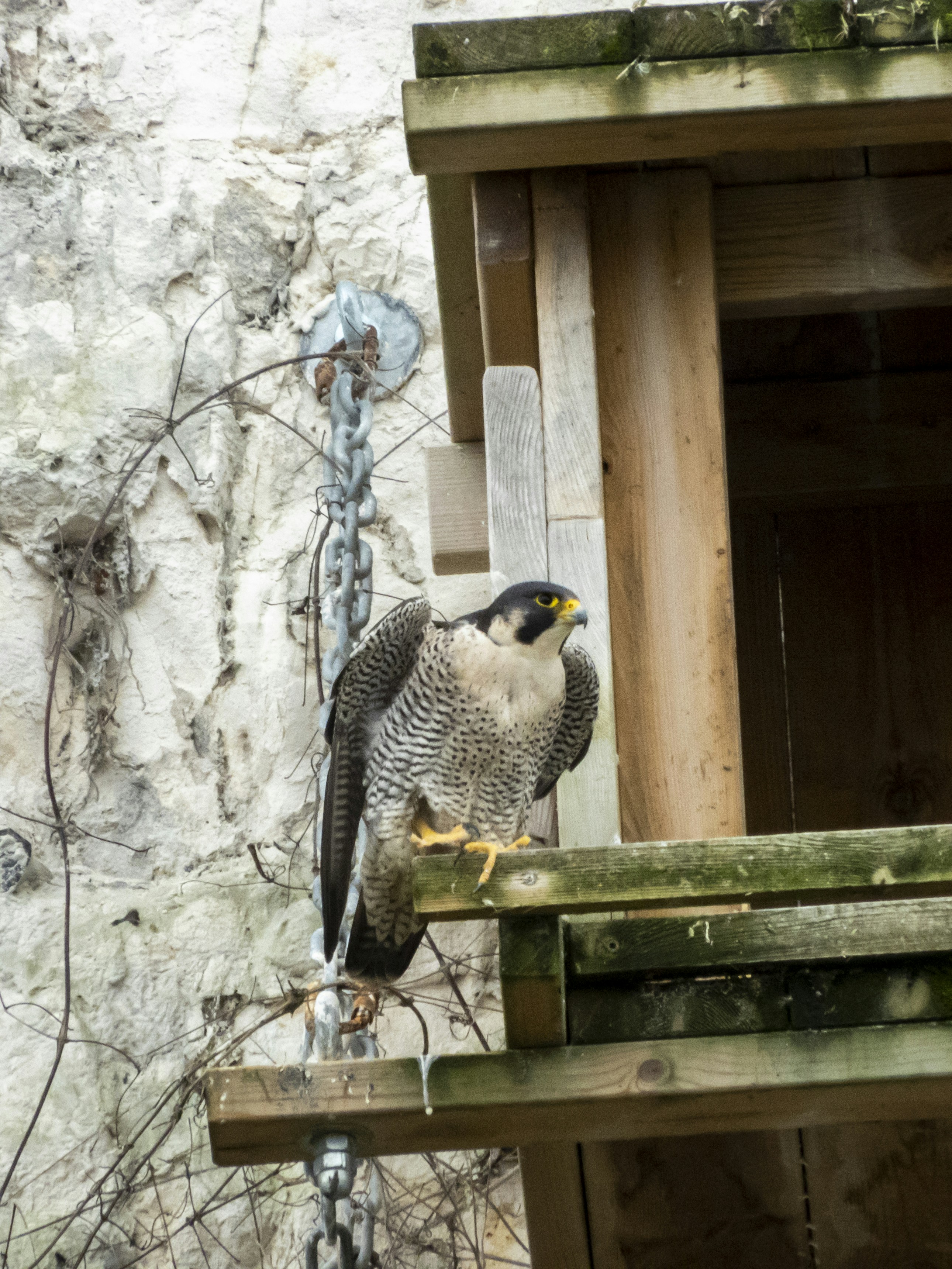 A bird is perched on a wooden perch photo – Free Falcon Image on Unsplash