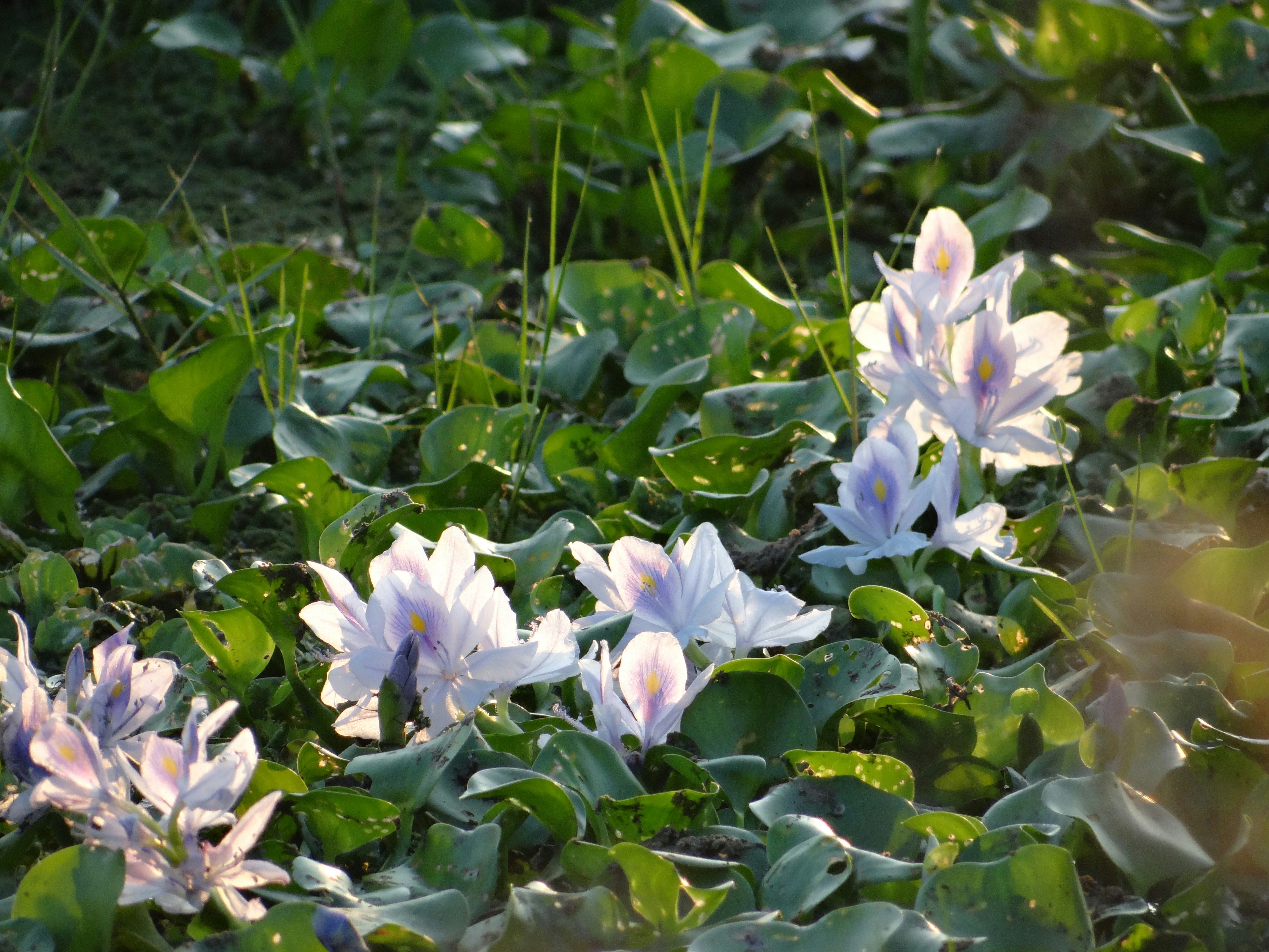 Morning Light on Water Lilies