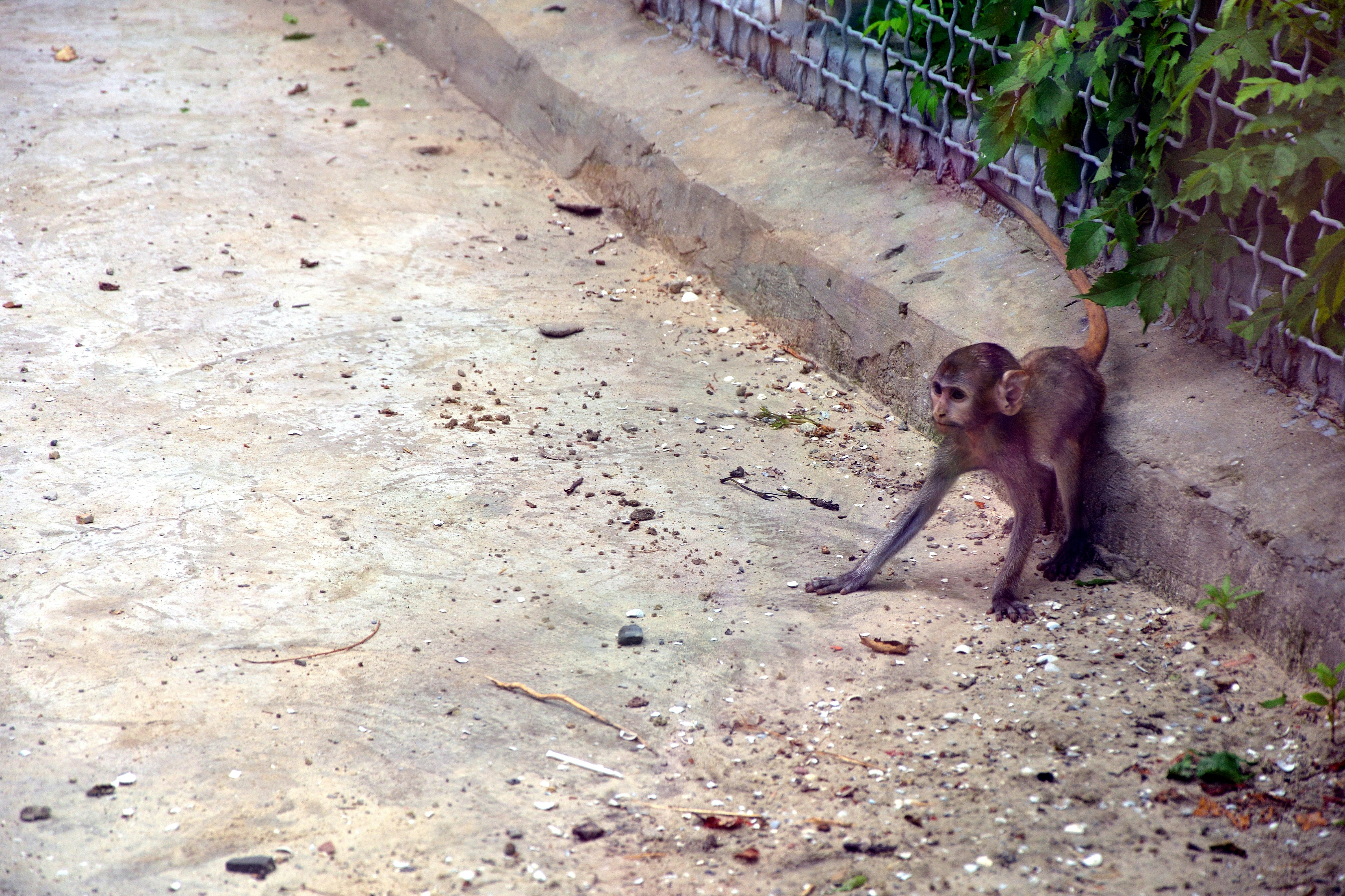 A Curious Encounter: The Playful Primate