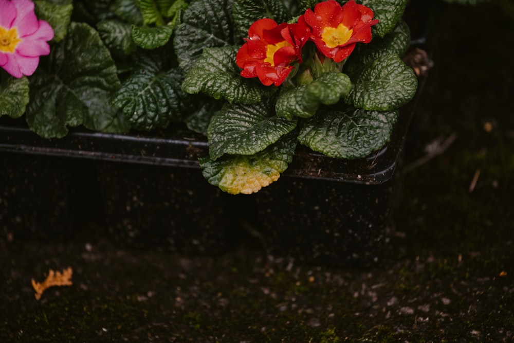 Gros plan d’une plante en pot avec des fleurs rouges et jaunes photo ... Gros plan d’une plante en pot avec des fleurs rouges et jaunes photo ...