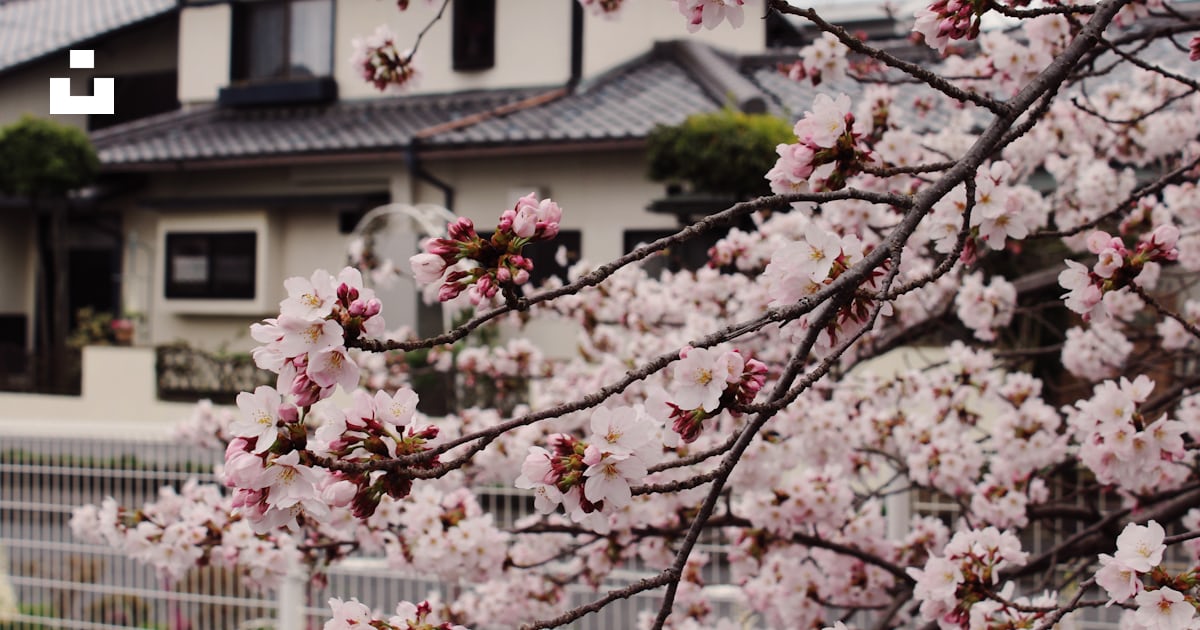 家の前にピンクの花が咲く木の写真 Unsplashの日本の無料画像
