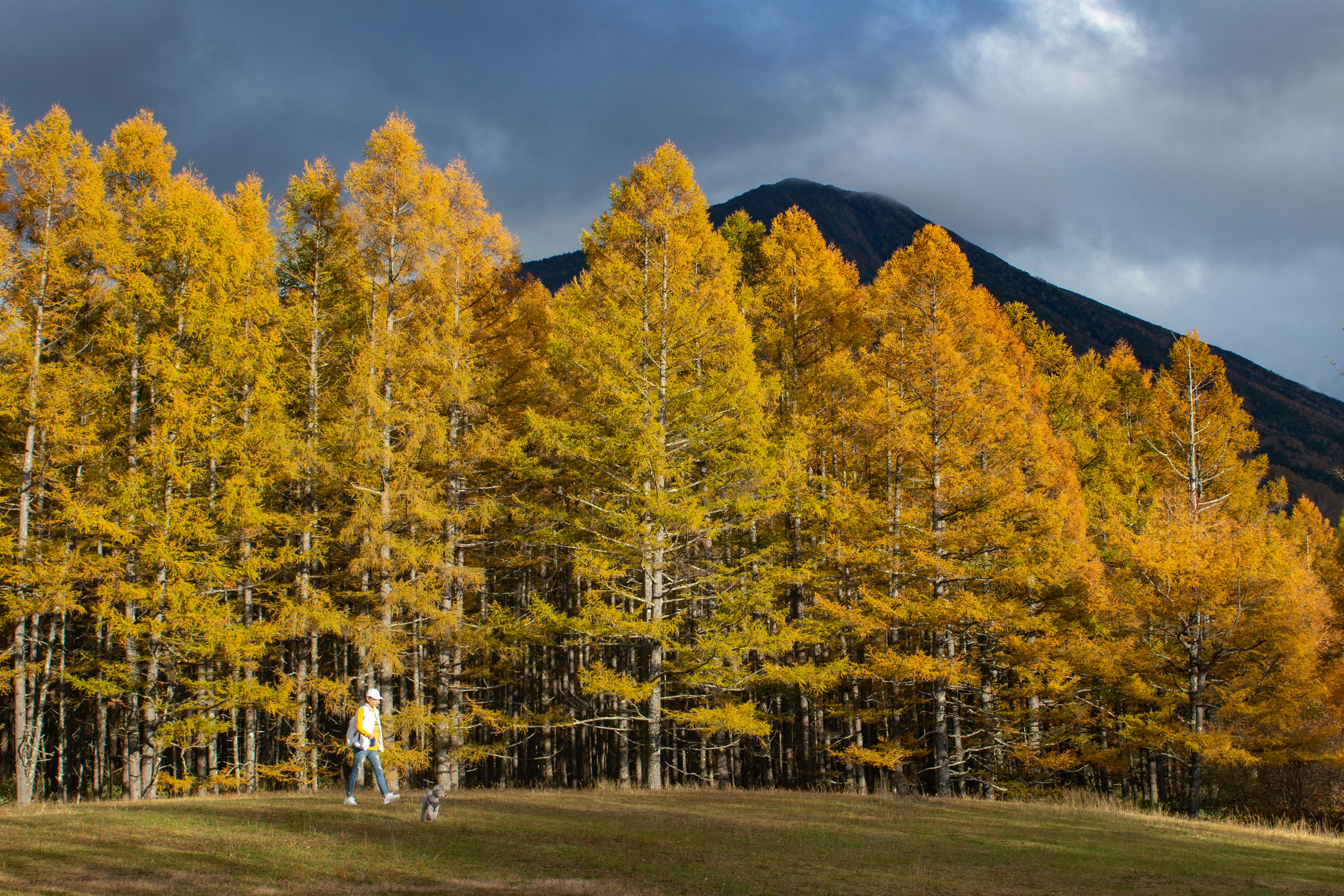 Amber Avenue: a lone figure strolls beneath gilded aspens