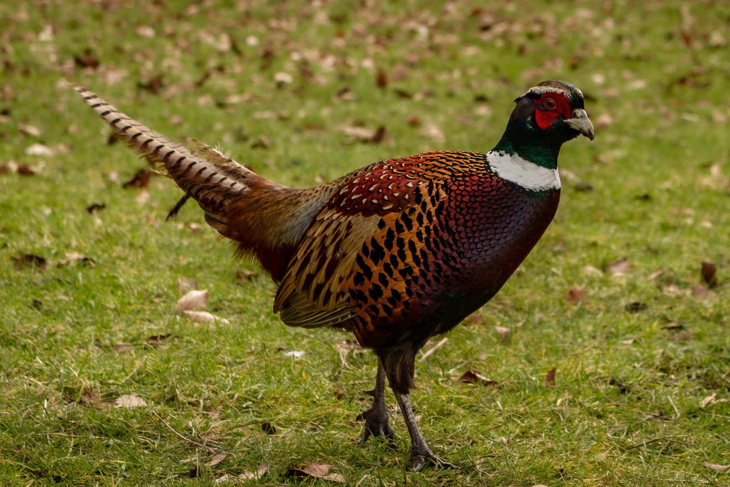 A pheasant standing in a field of green grass photo – Free United ...