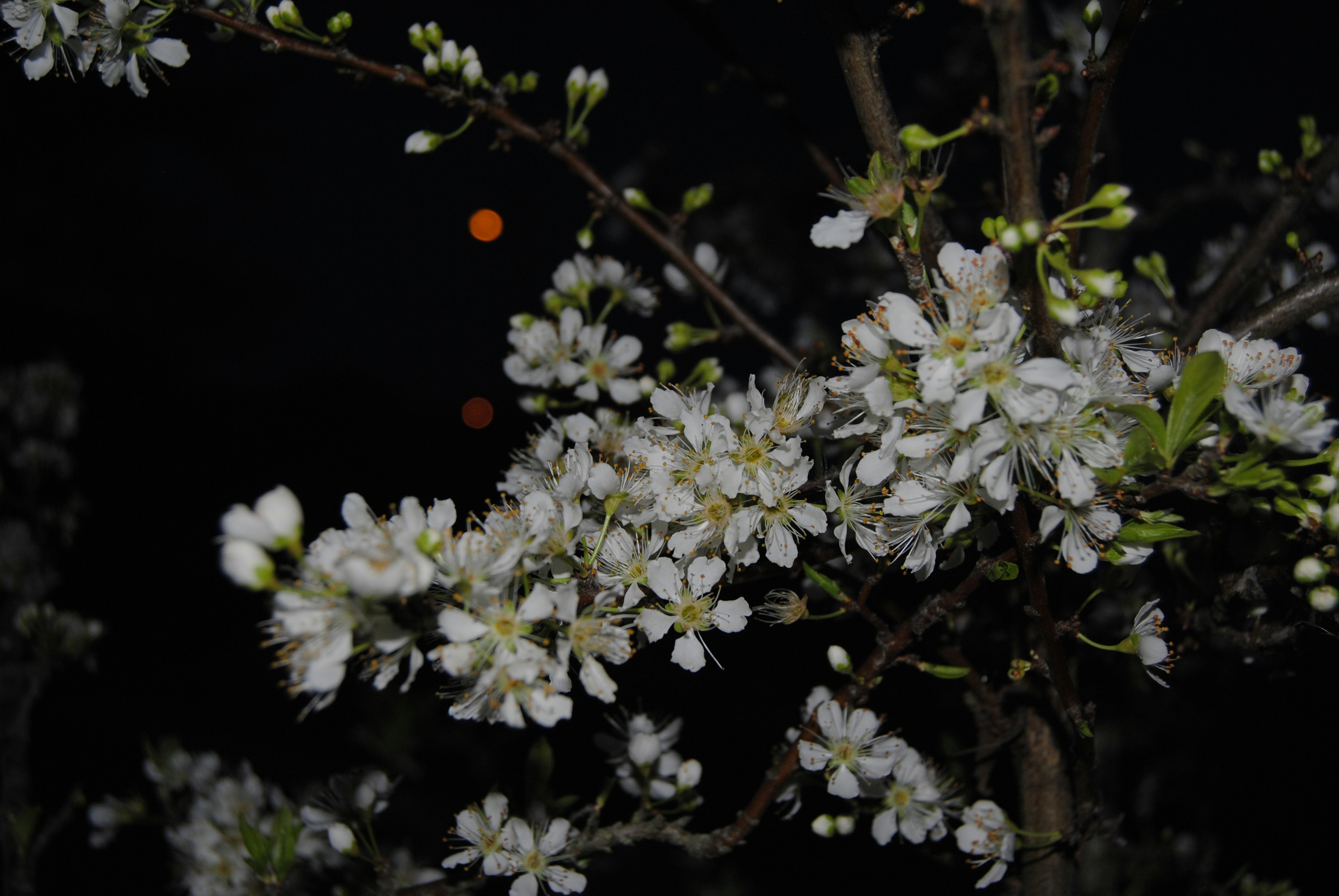 A close up of a tree with white flowers photo – Free Pontevedra Image on Unsplash