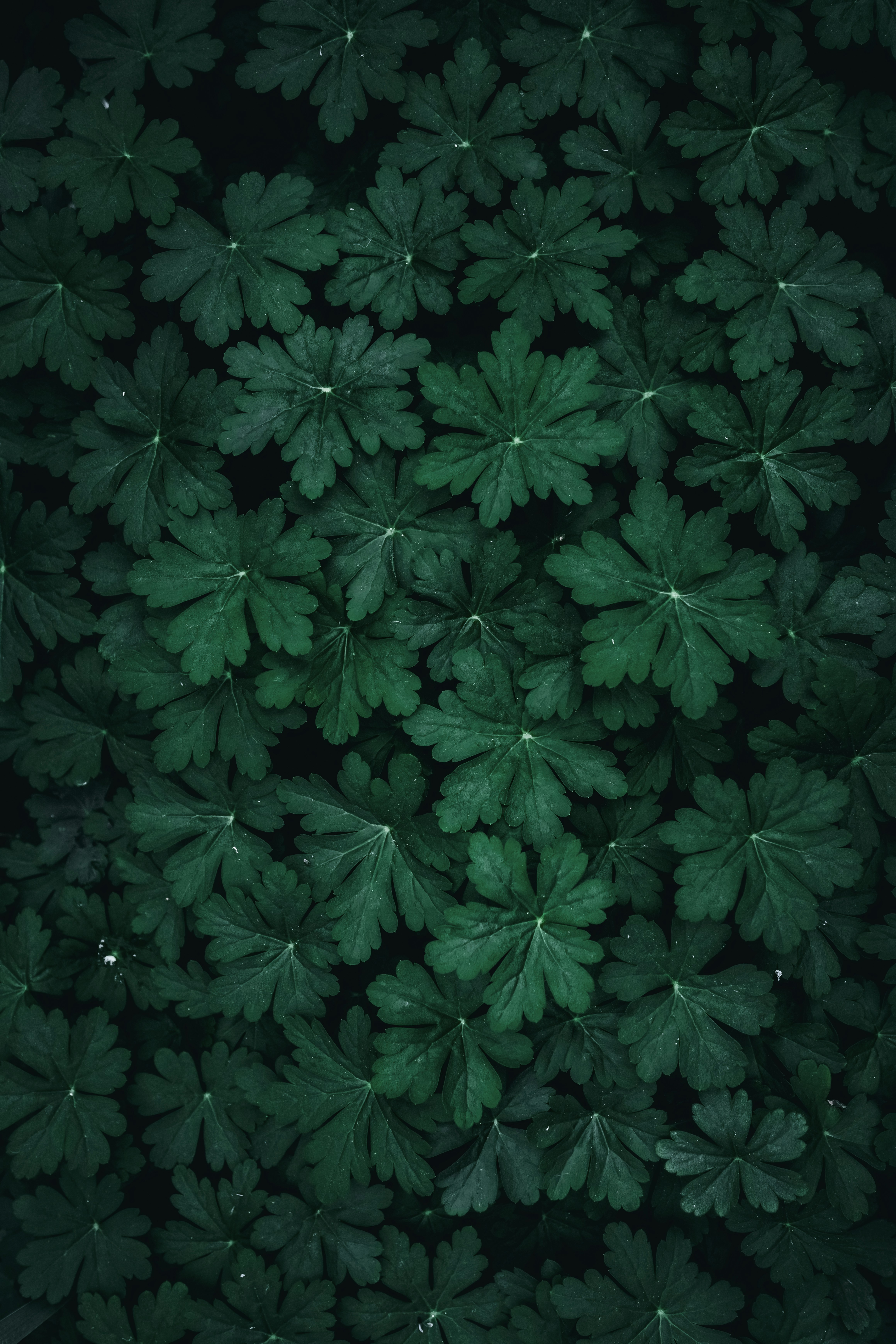 Dense emerald leaves form a repeating, star-like pattern across the frame, creating a lush, textured canopy with a deep shadowy backdrop.