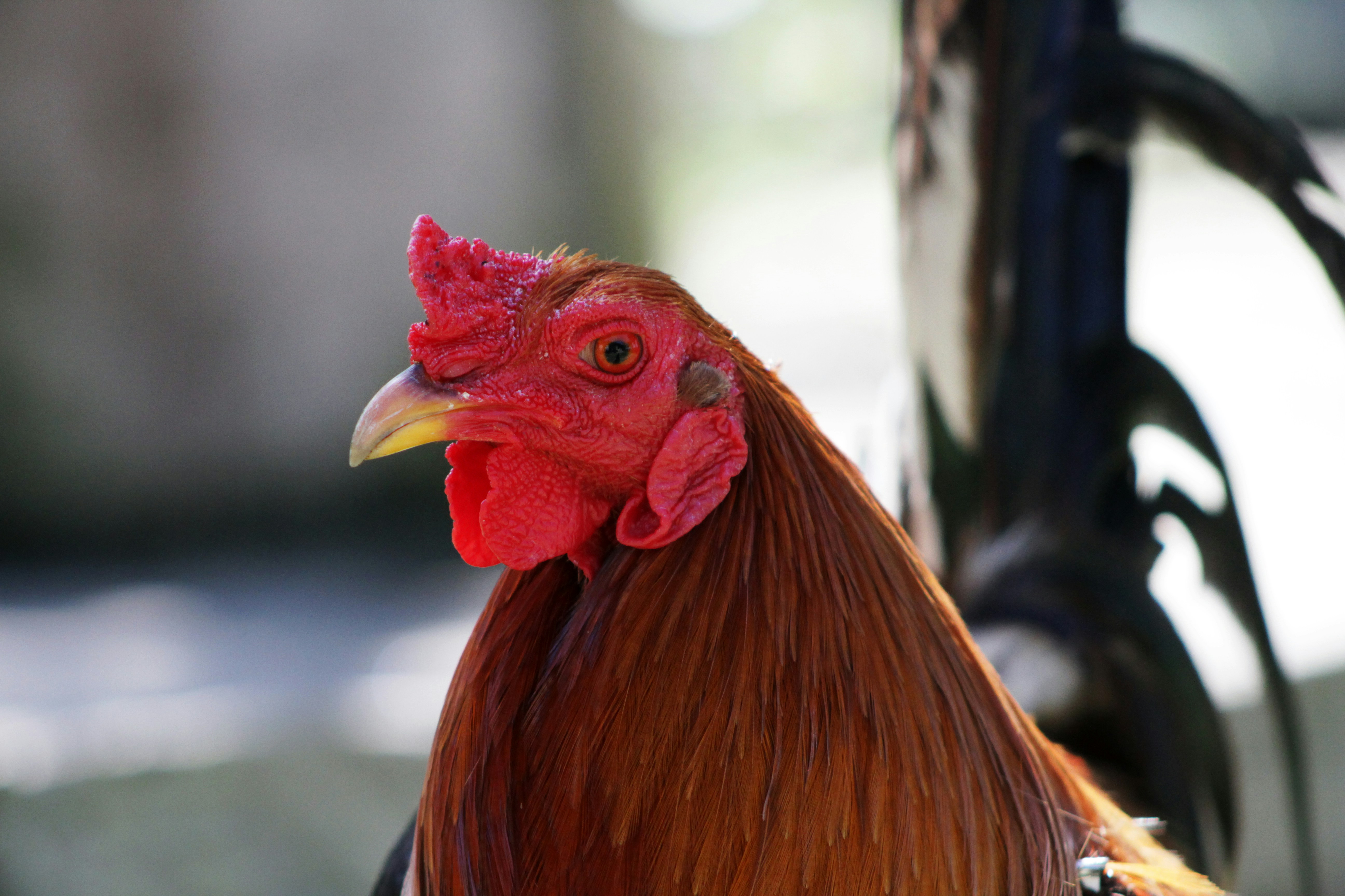 1500+ Rooster Pictures | Download Free Images on Unsplash