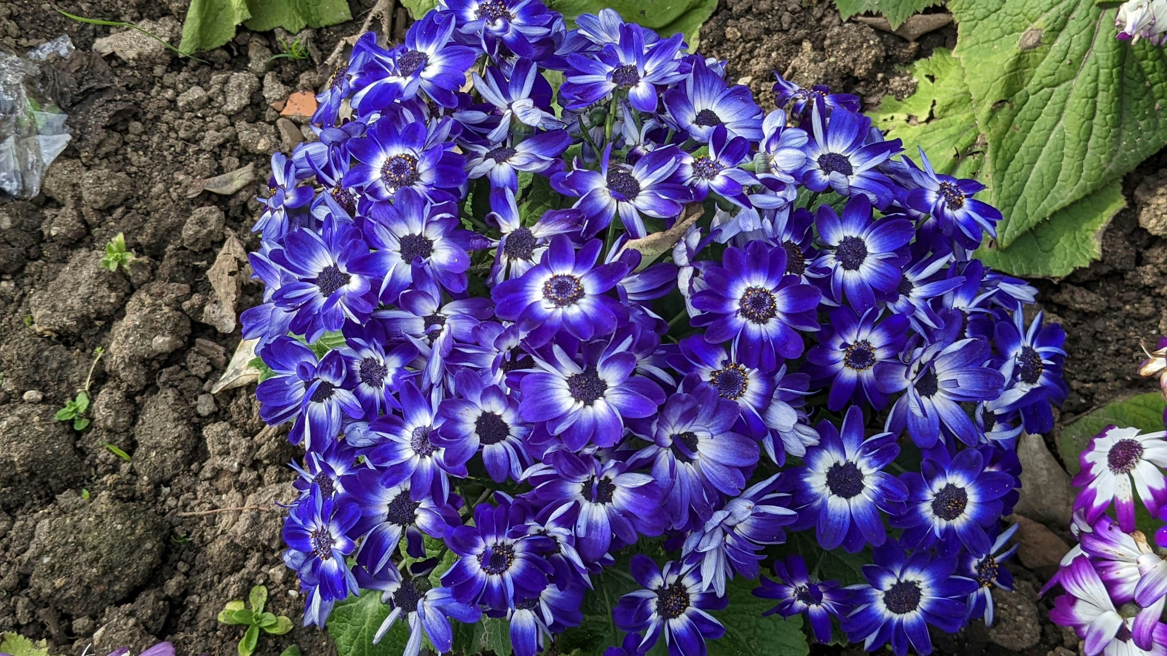 a bunch of blue flowers that are in the dirt