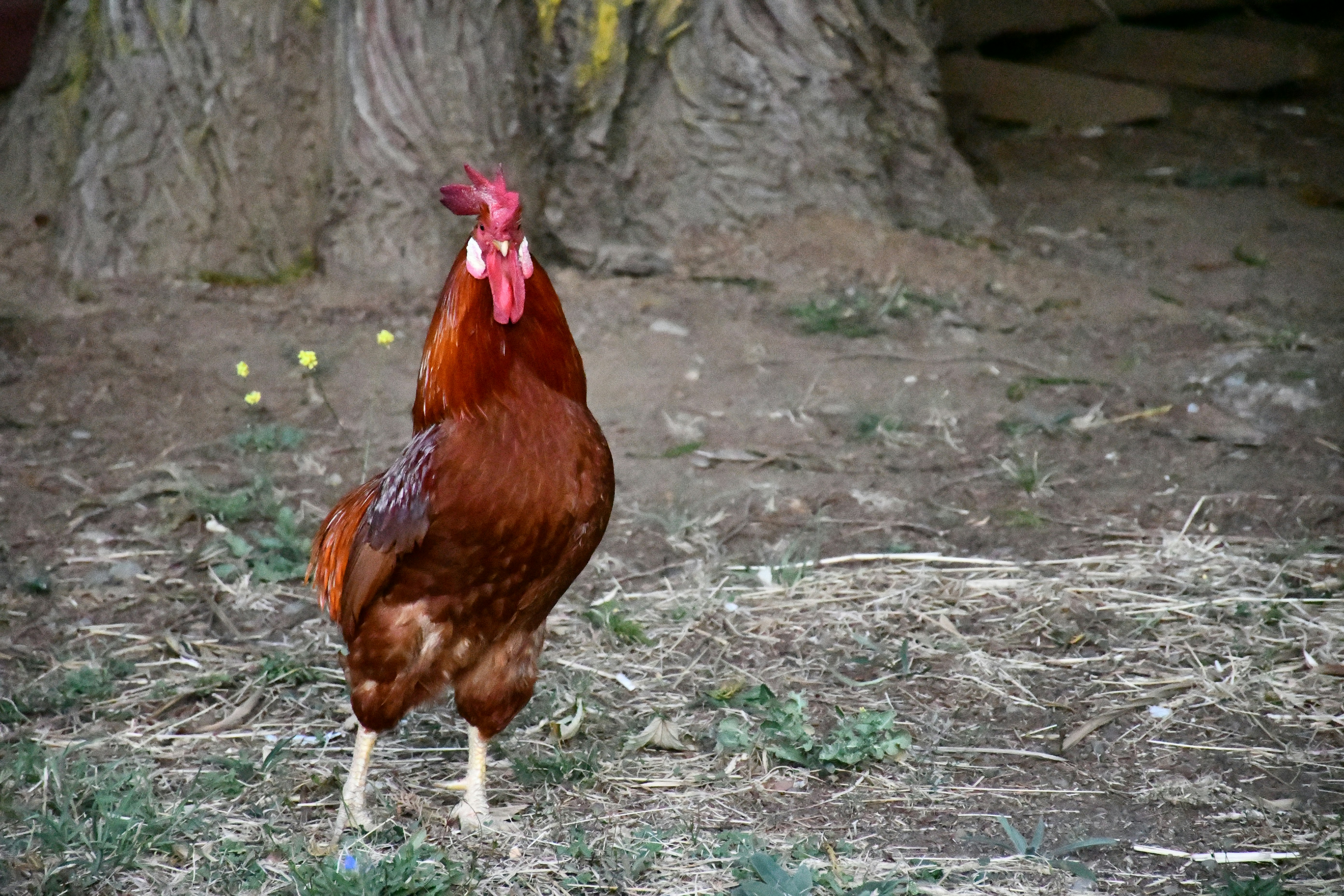 Rooster in the Dirt Yard: Bold Red Comb Against Weathered Shade