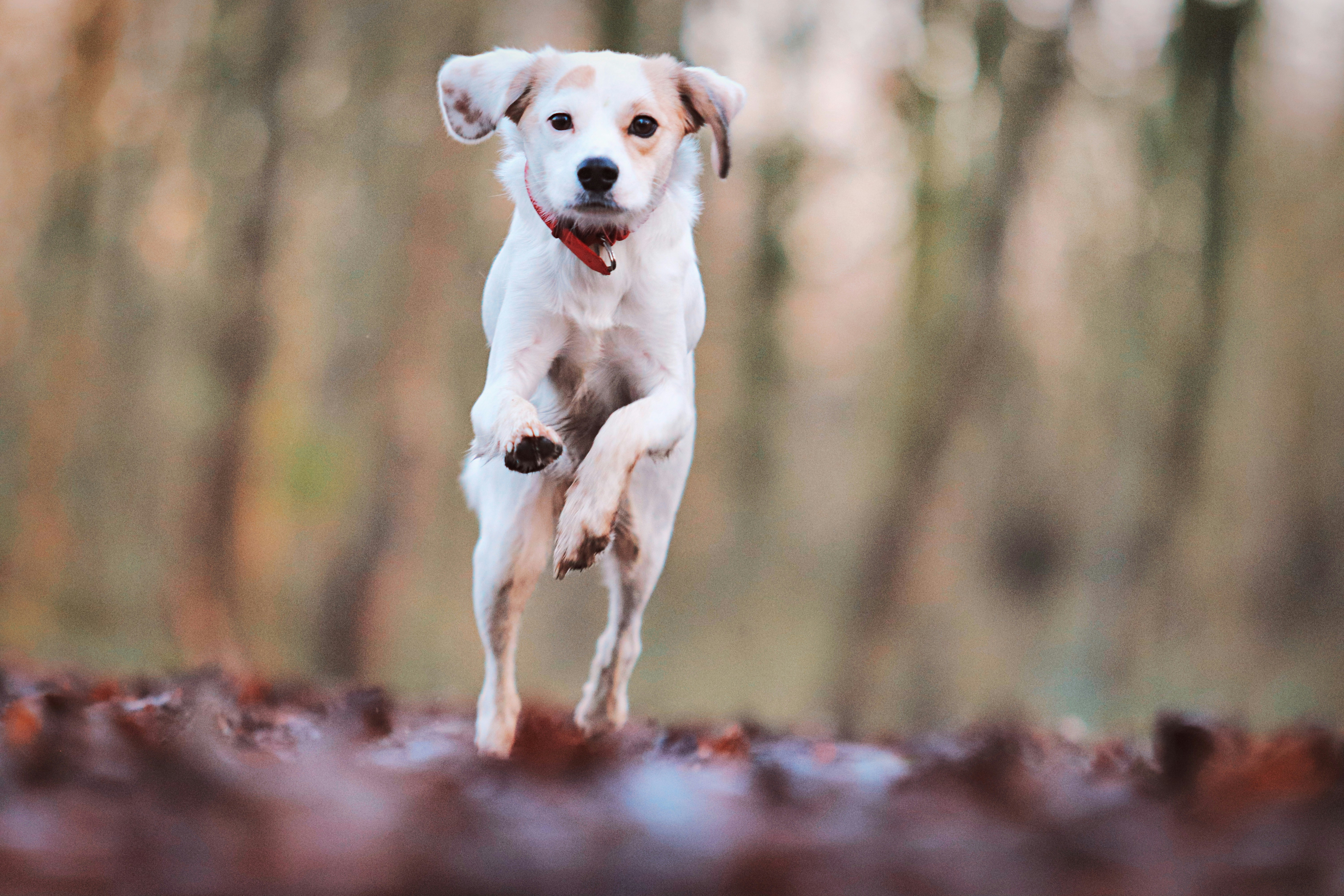 A white dog running through a forest filled with leaves photo – Free ...
