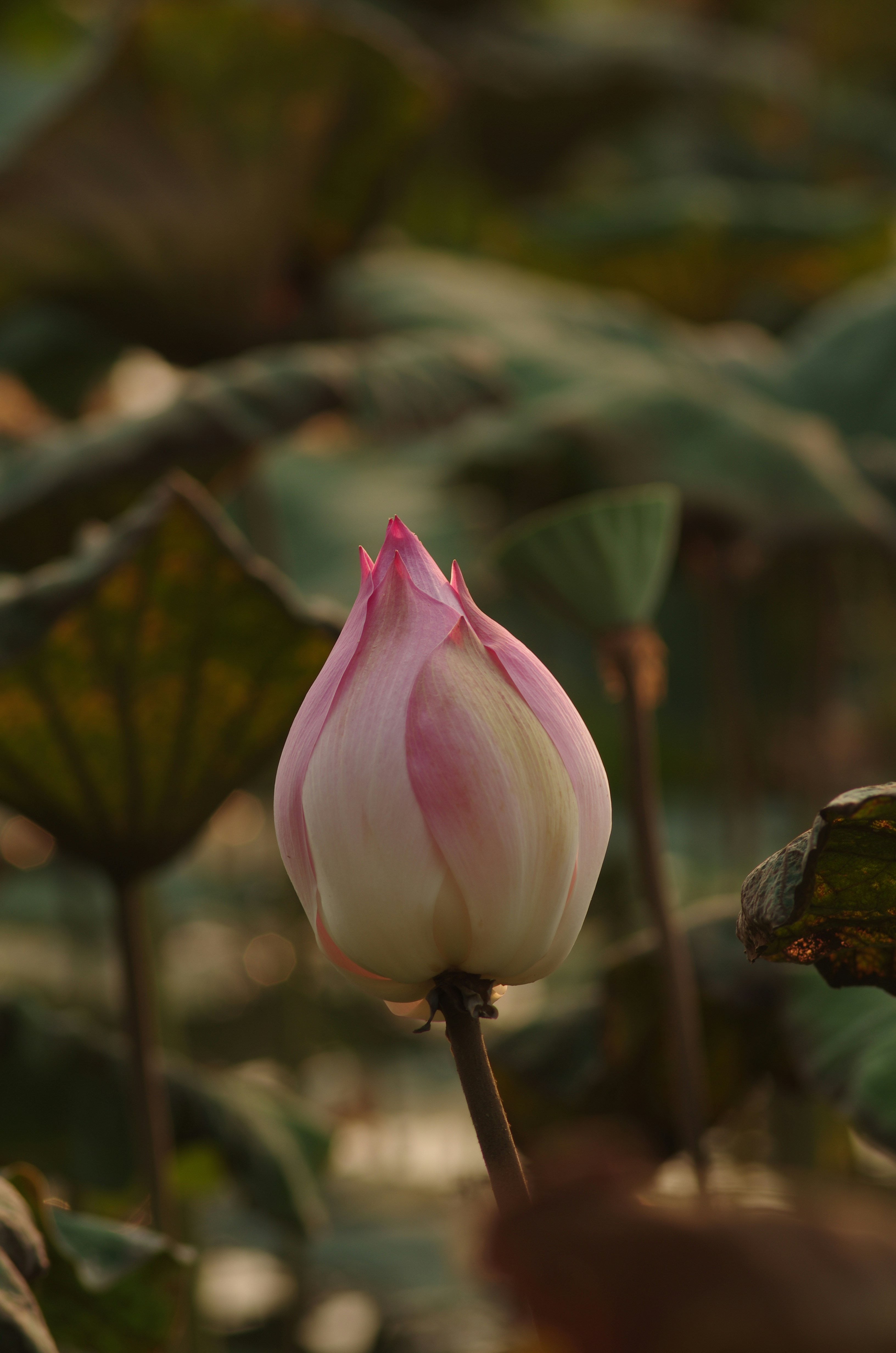 Petaled Beacon: A Pink-White Lotus Bud in Quiet Pond Light