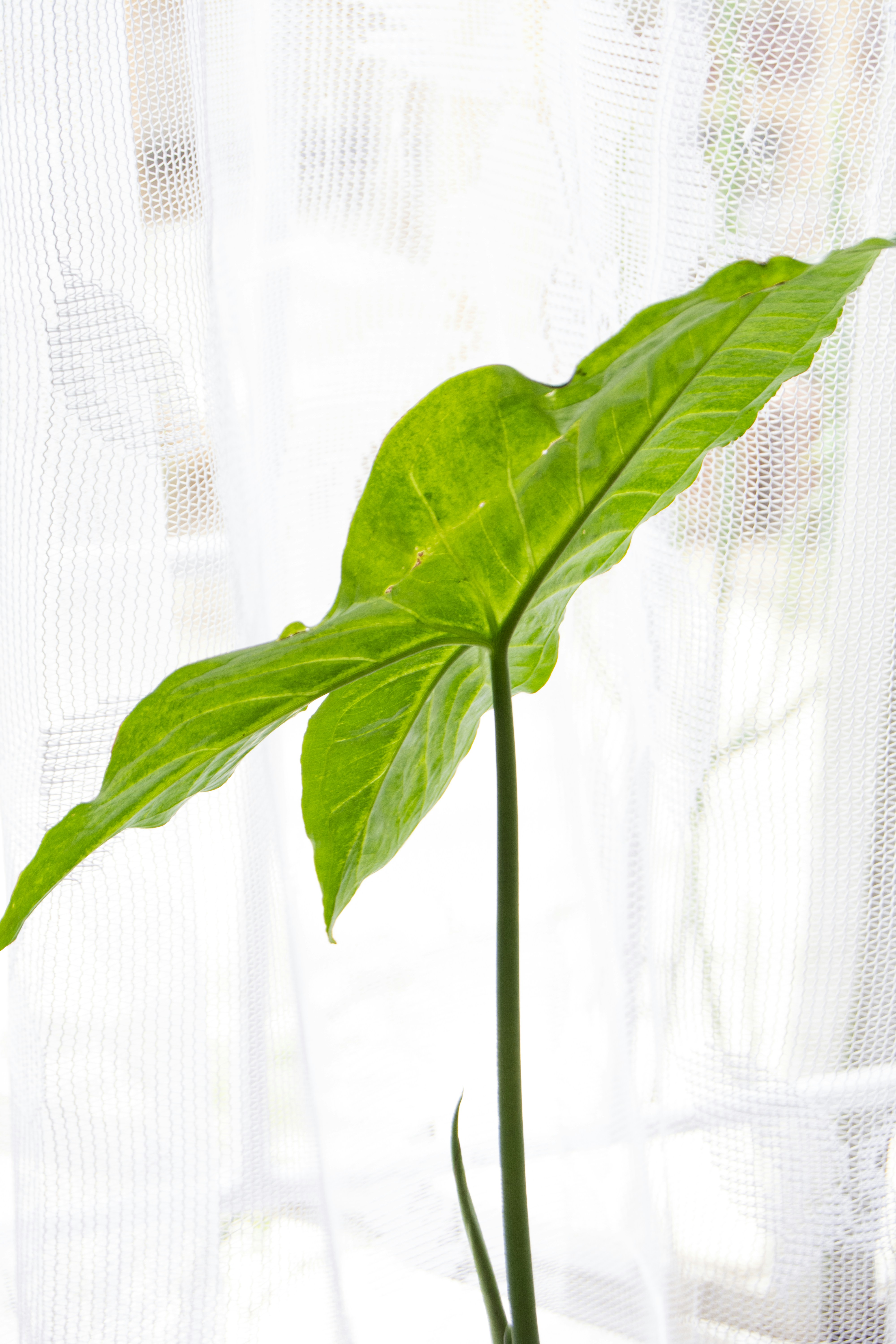 A green plant in a pot on a window sill photo – Free Leaf Image on Unsplash