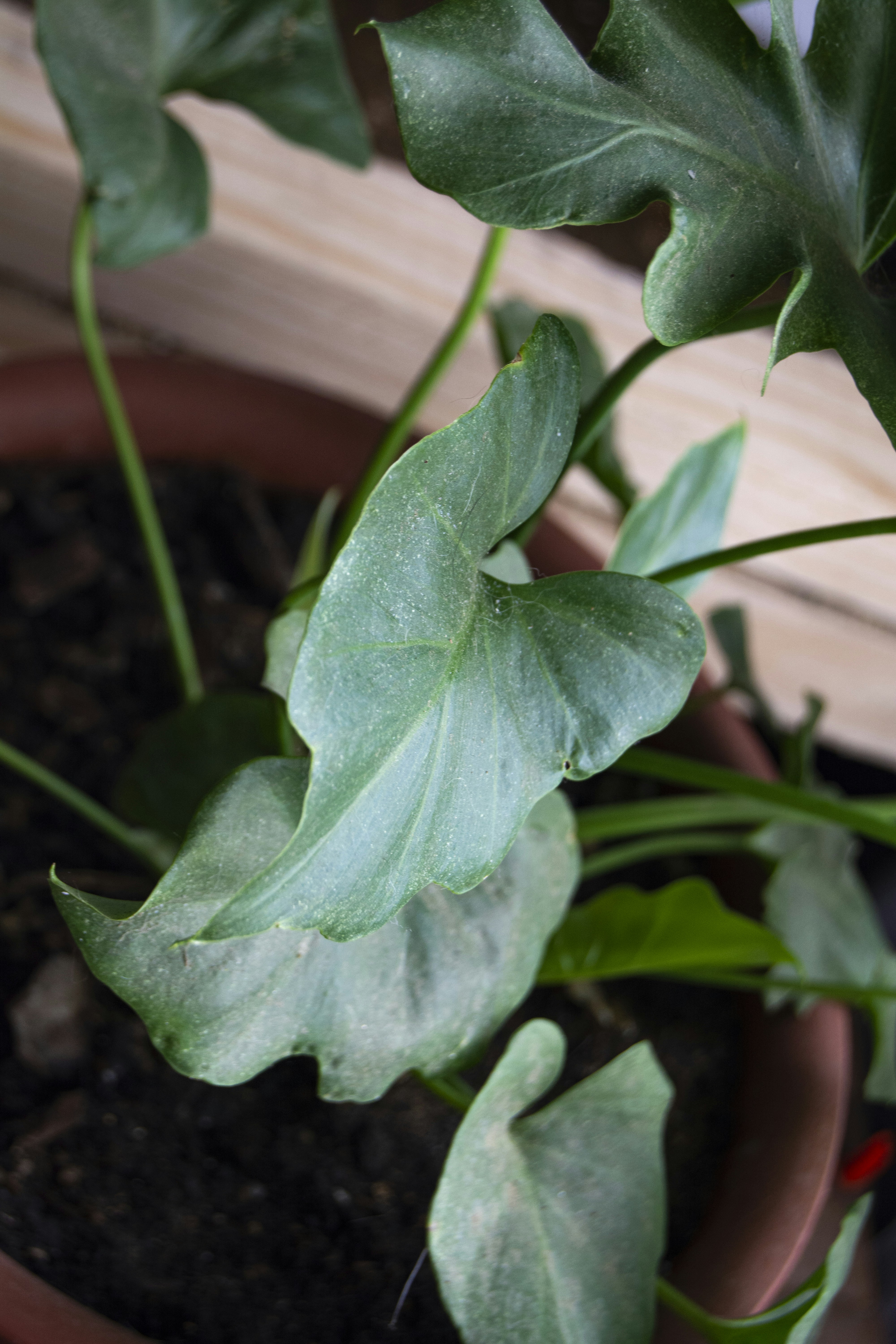 Green Heartleaf Close-Up: Veins and Texture in a Potted Plant