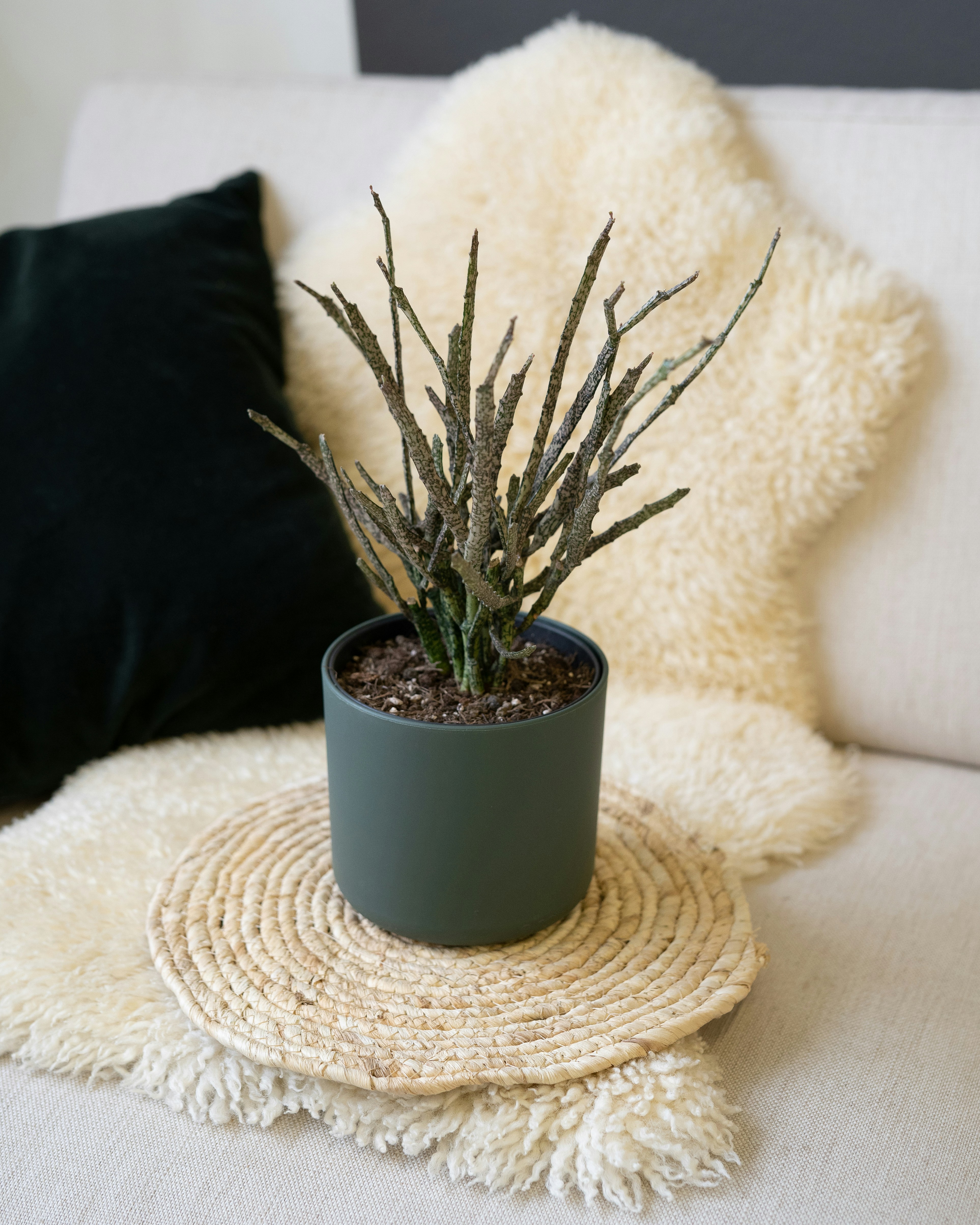 Spindly Desert Fronds on a Plush Sofa