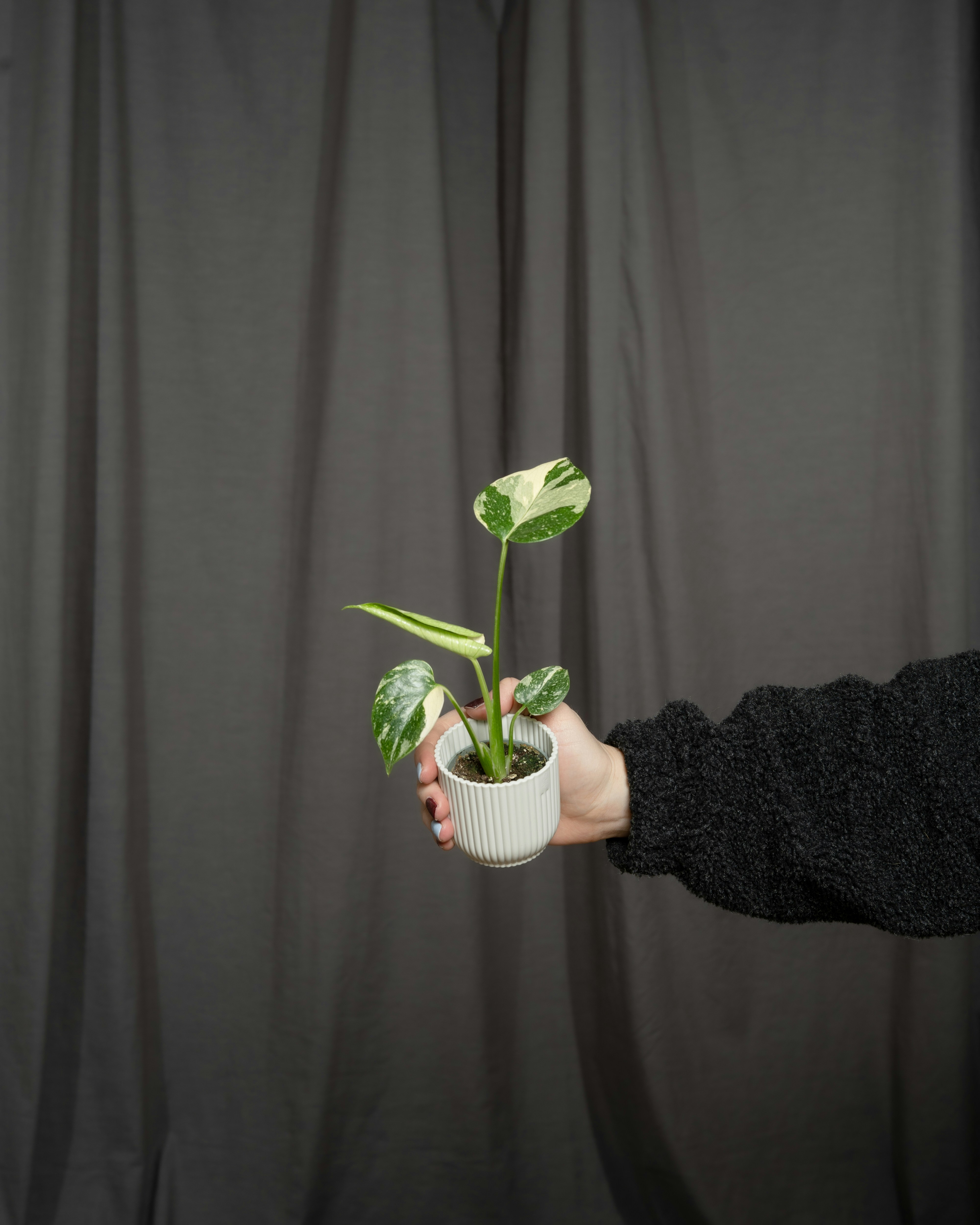 Small Wonder in Frame: Variegated Plant in a Ribbed Pot Cradled by a Knit-Sleeve Hand