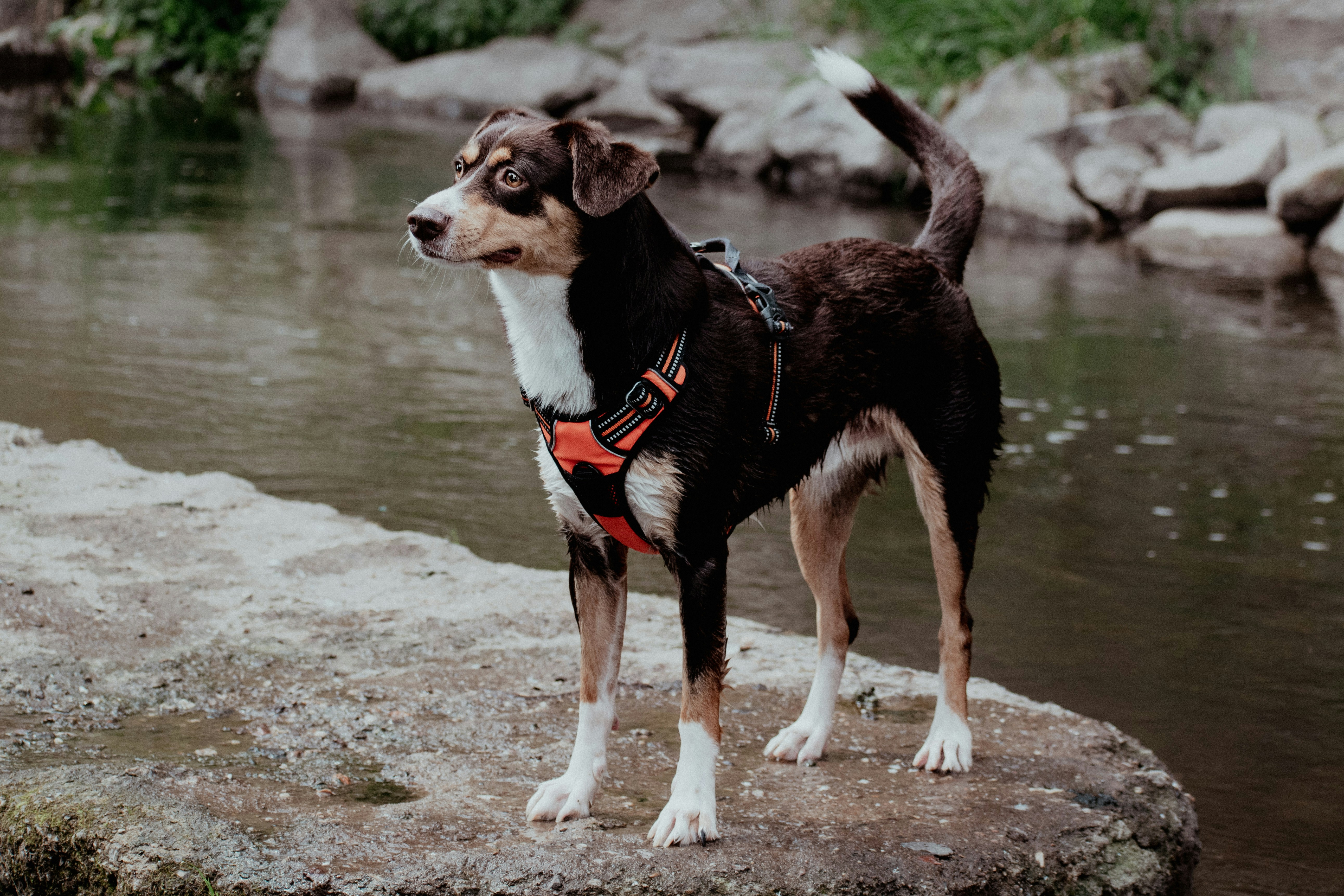 a black and white dog standing on a rock next to a body of water