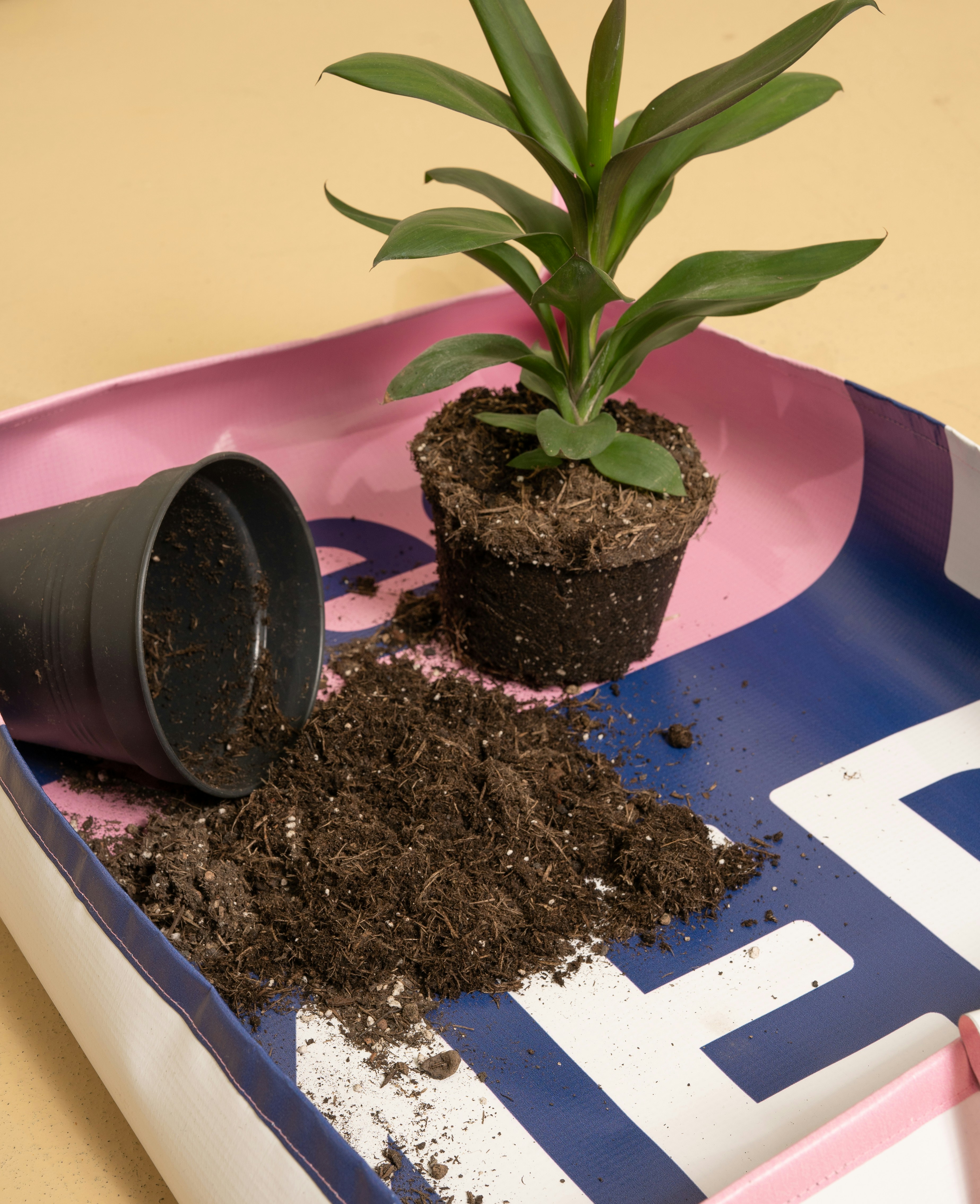 Potted plant rescue: a green shoot rises from soil spilled beside a toppled cup