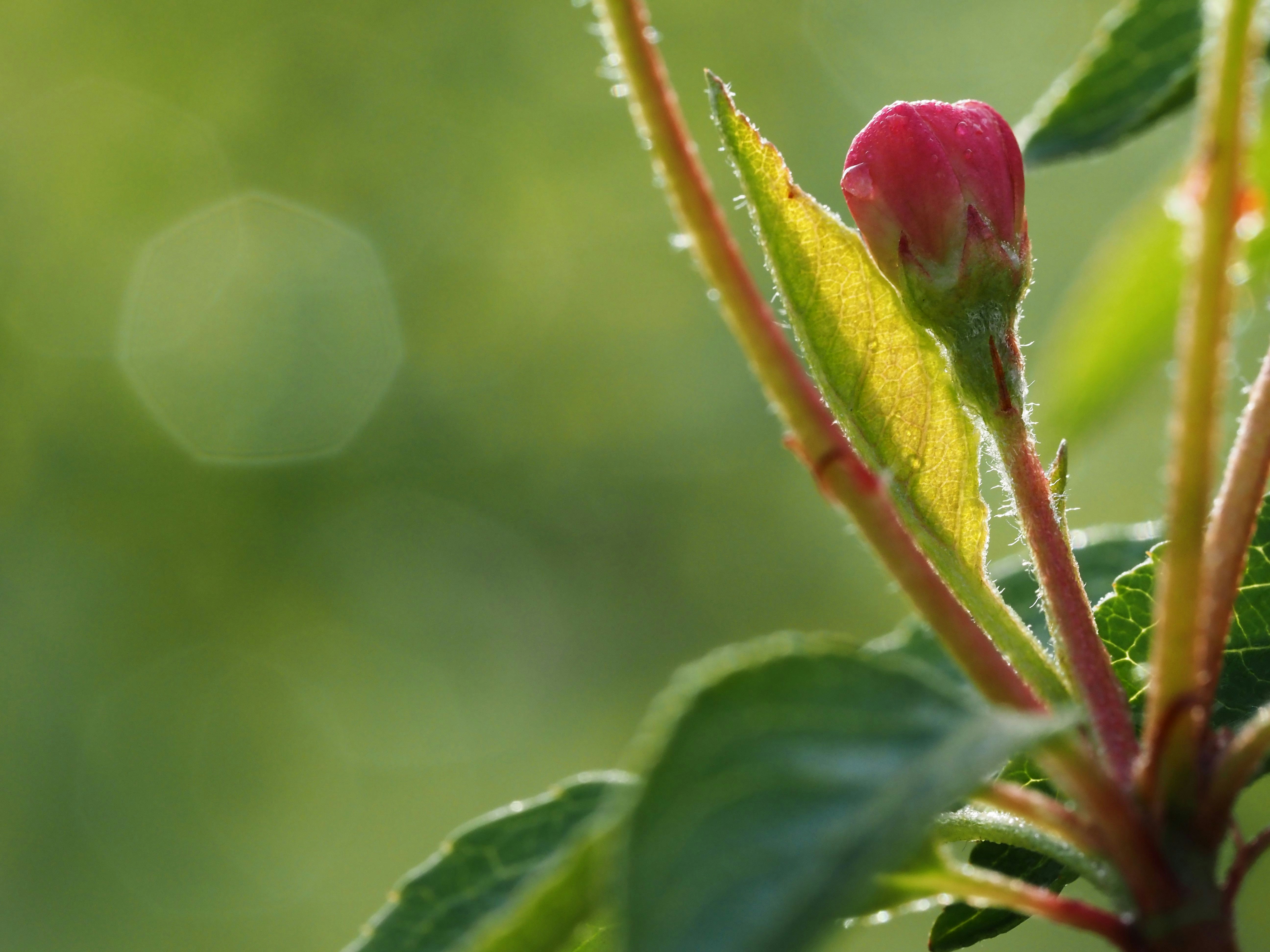 Bud in Focus: Red Ephemeral Bloom Against Soft Green Backdrop