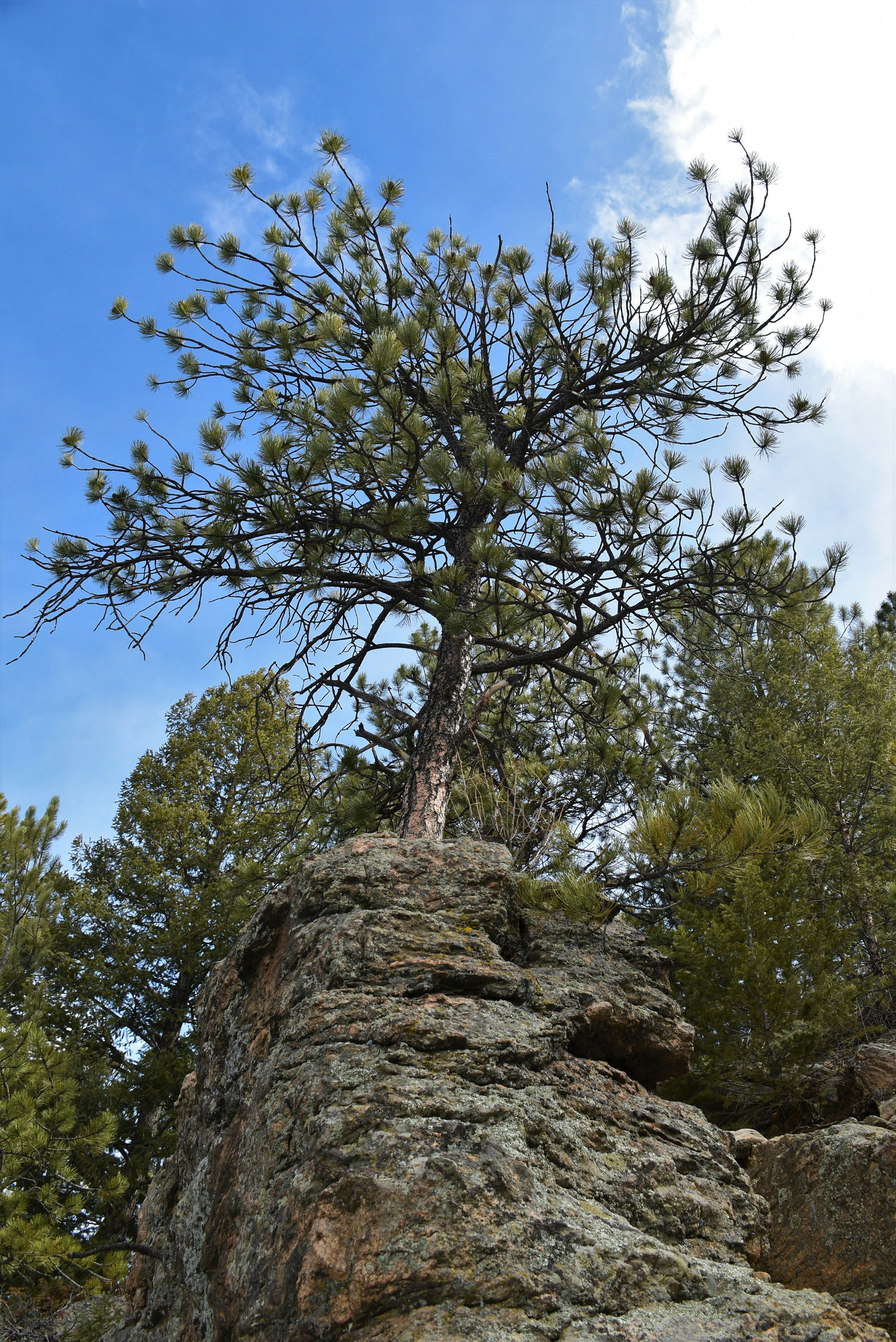 A lone pine tree clings to a rocky outcrop under a bright blue sky, showcasing nature's resilience. The surrounding greenery complements the rugged terrain.