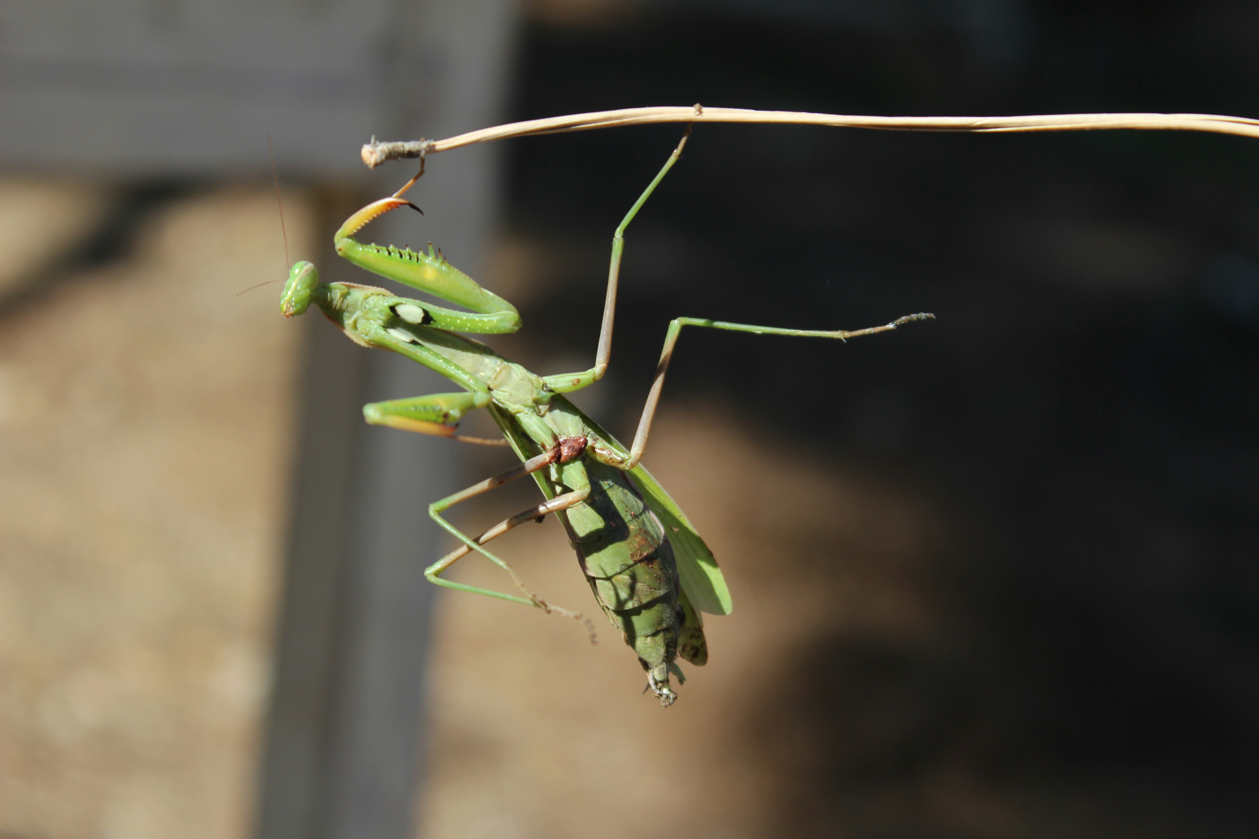 Mantis Pictures | Download Free Images on Unsplash