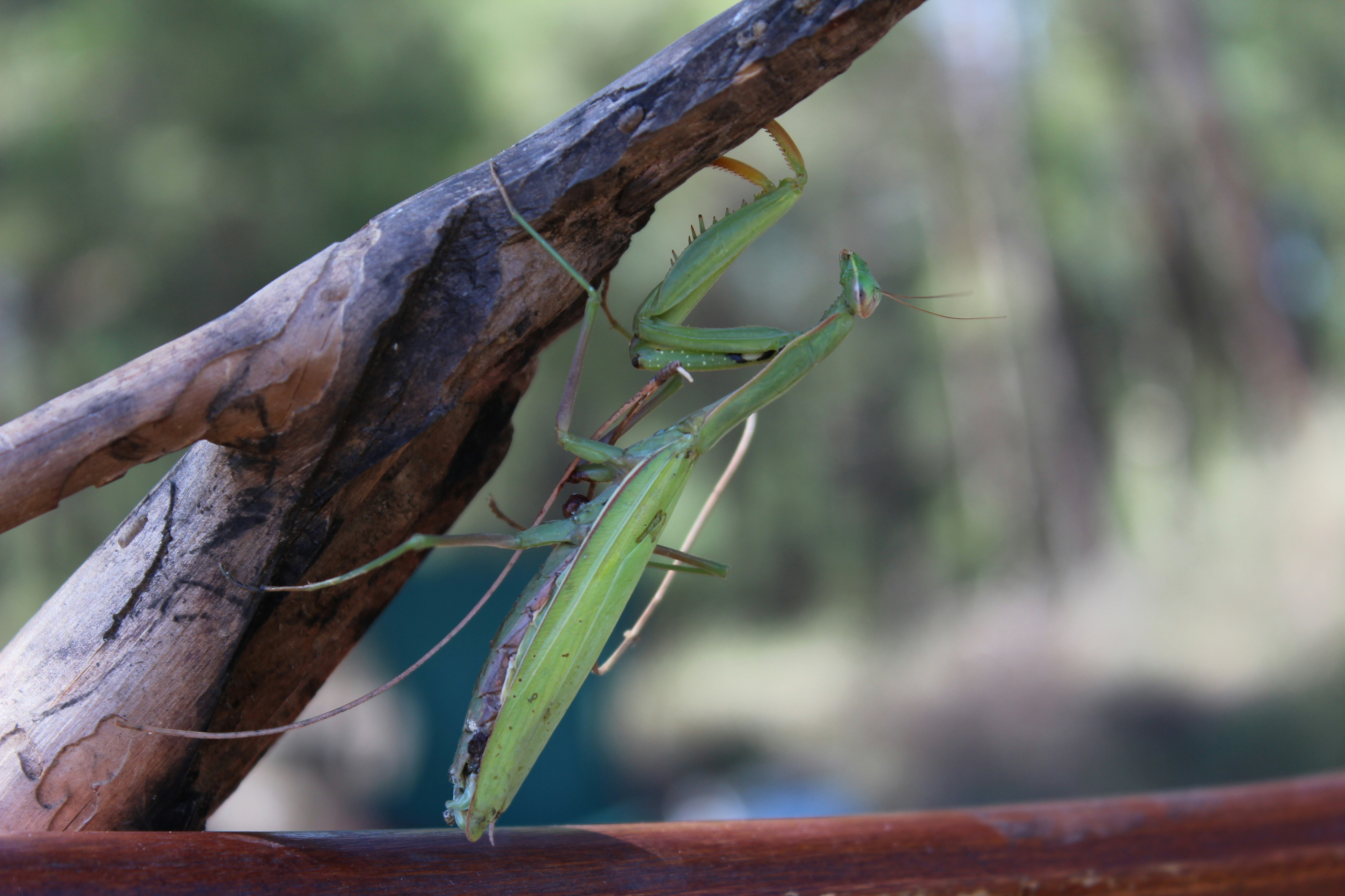 A large green insect sitting on top of a wooden branch photo – Free ...