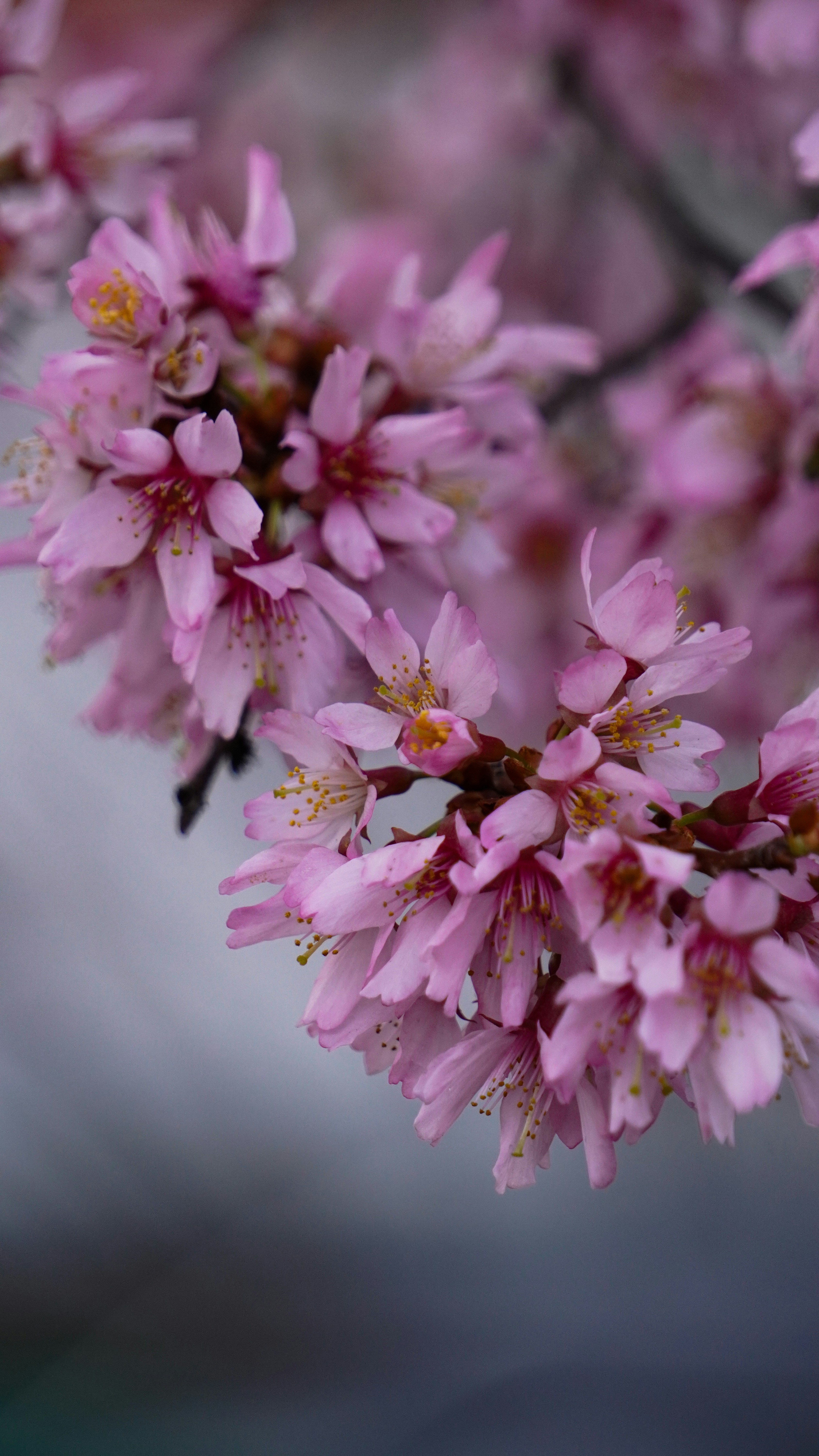 Pink Sakura Cascade in Velvet Blur