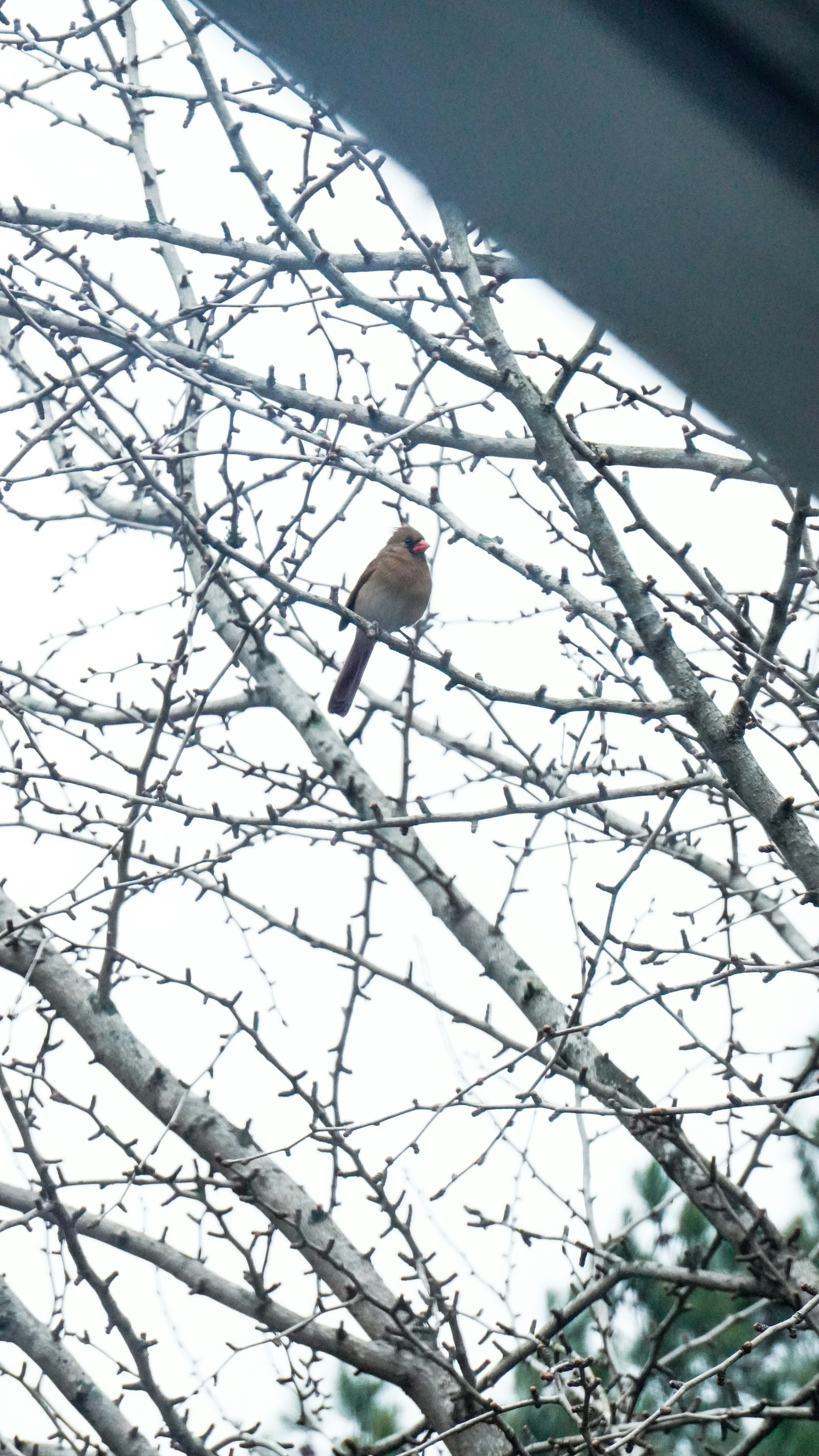 a small bird perched on a tree branch