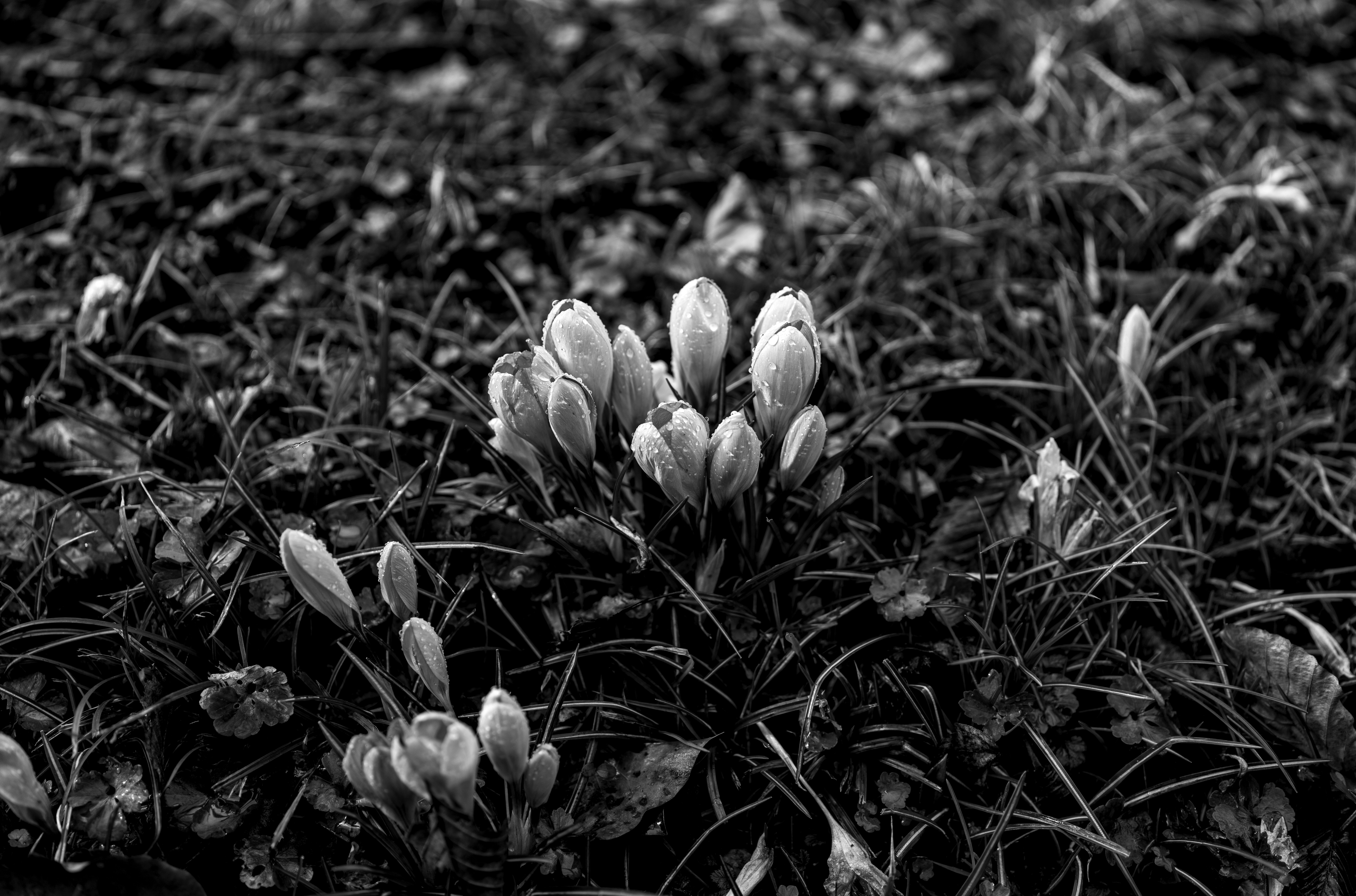 Crocus Light after a cold Rain Shower. With Raindrops in back and white.