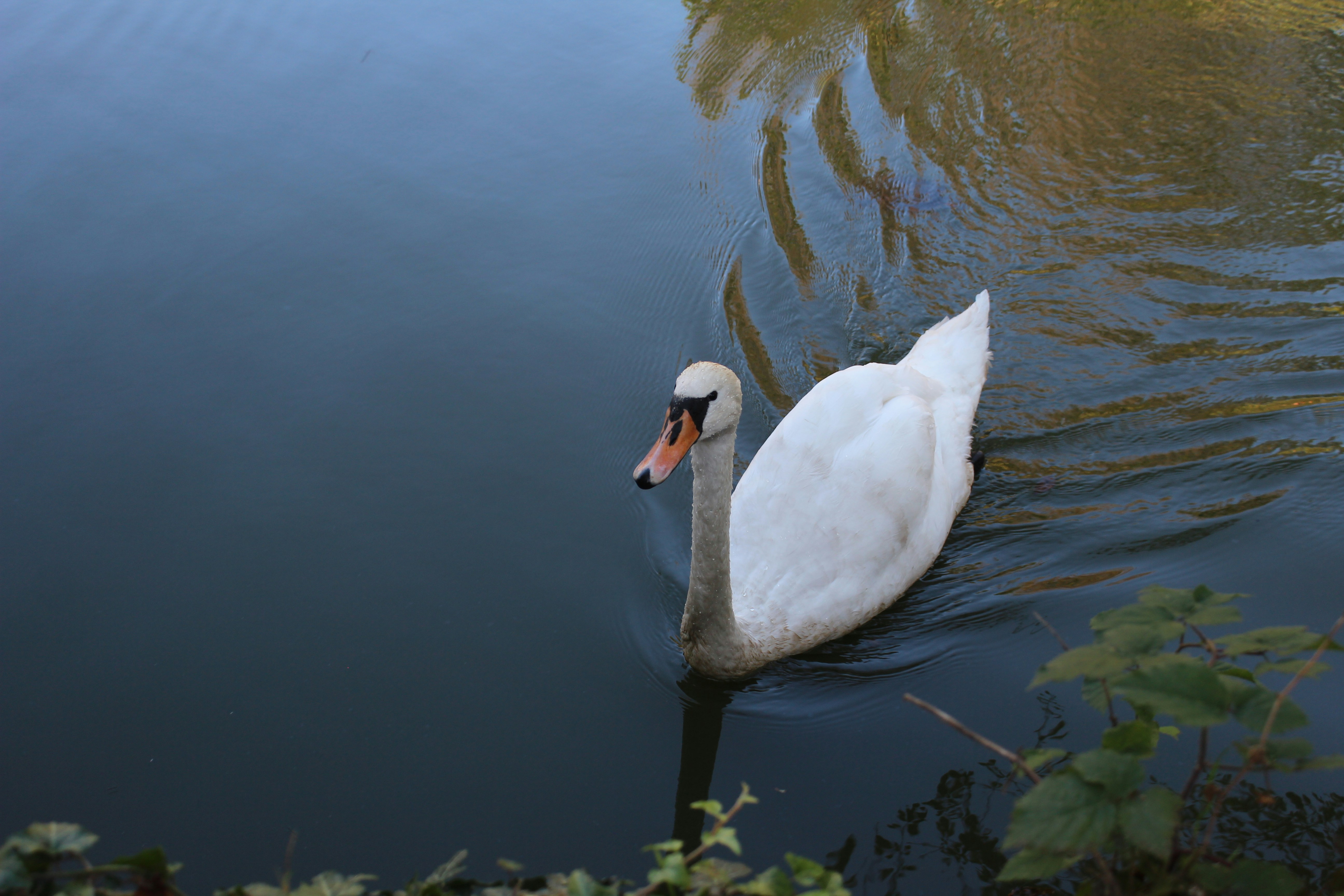 White swan gliding gracefully across a tranquil pond, reflecting the surrounding foliage in the water. 