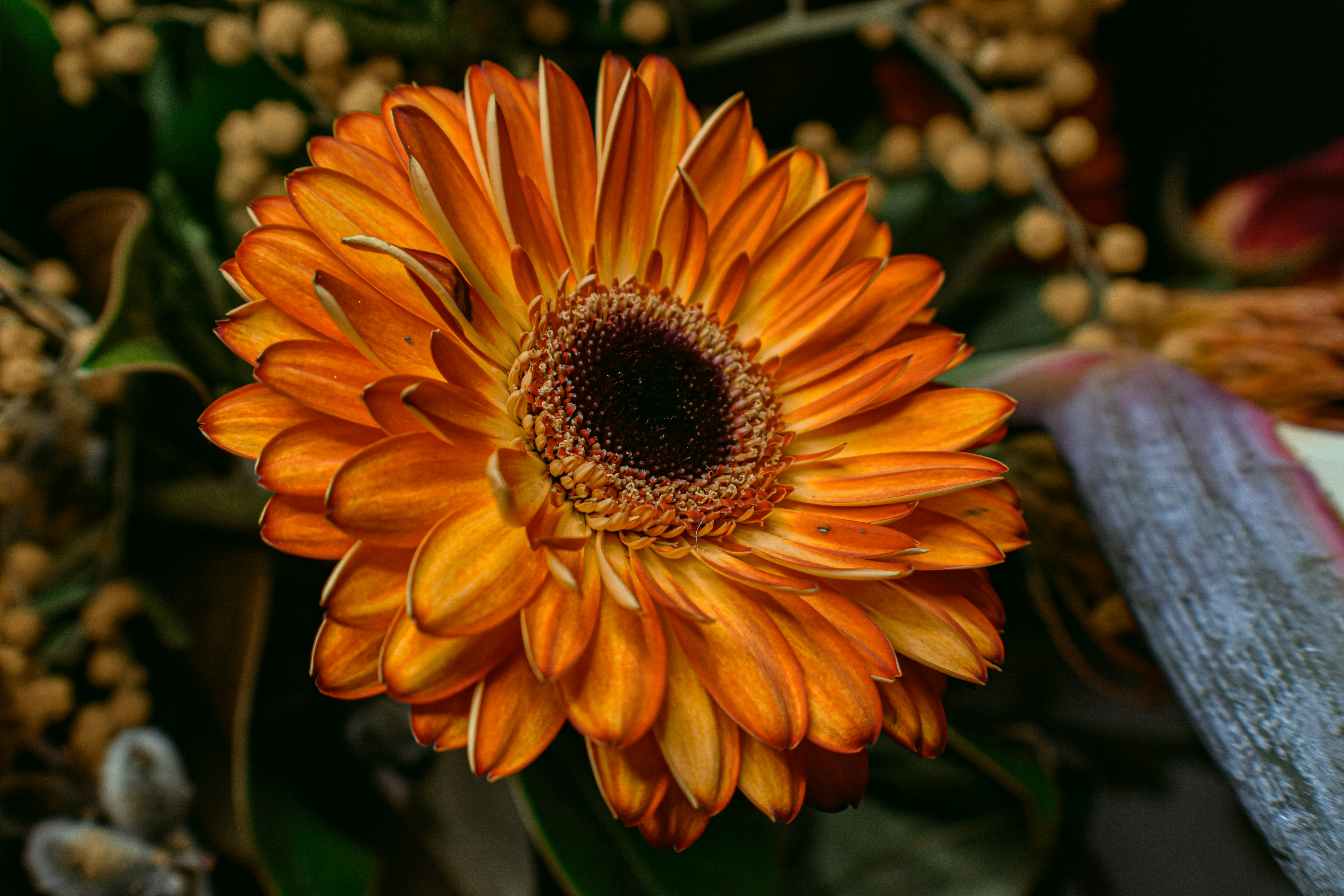 a close up of a large orange flower