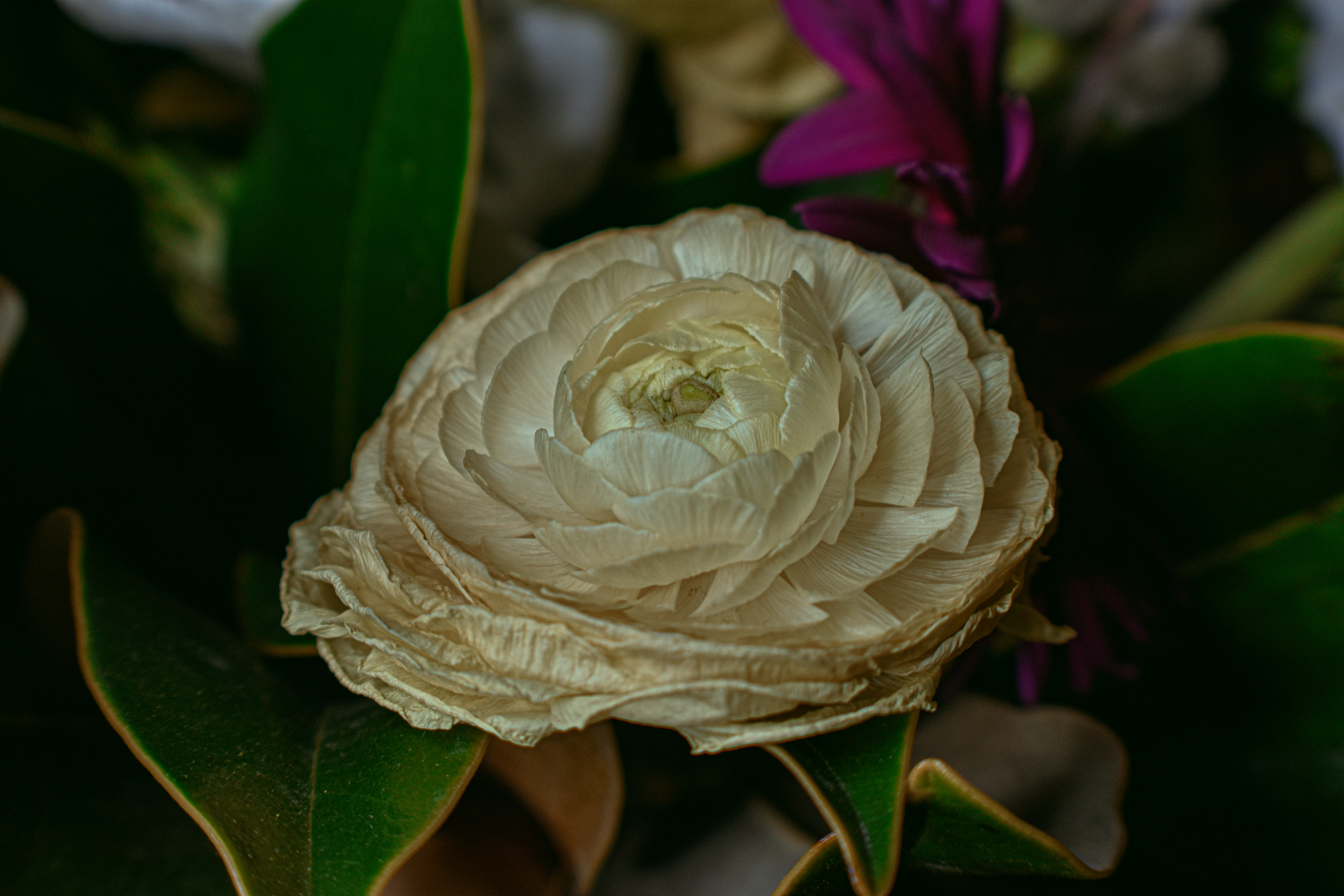 Cream Ranunculus in Quiet Shadow: A Close-Up Study of Texture and Light