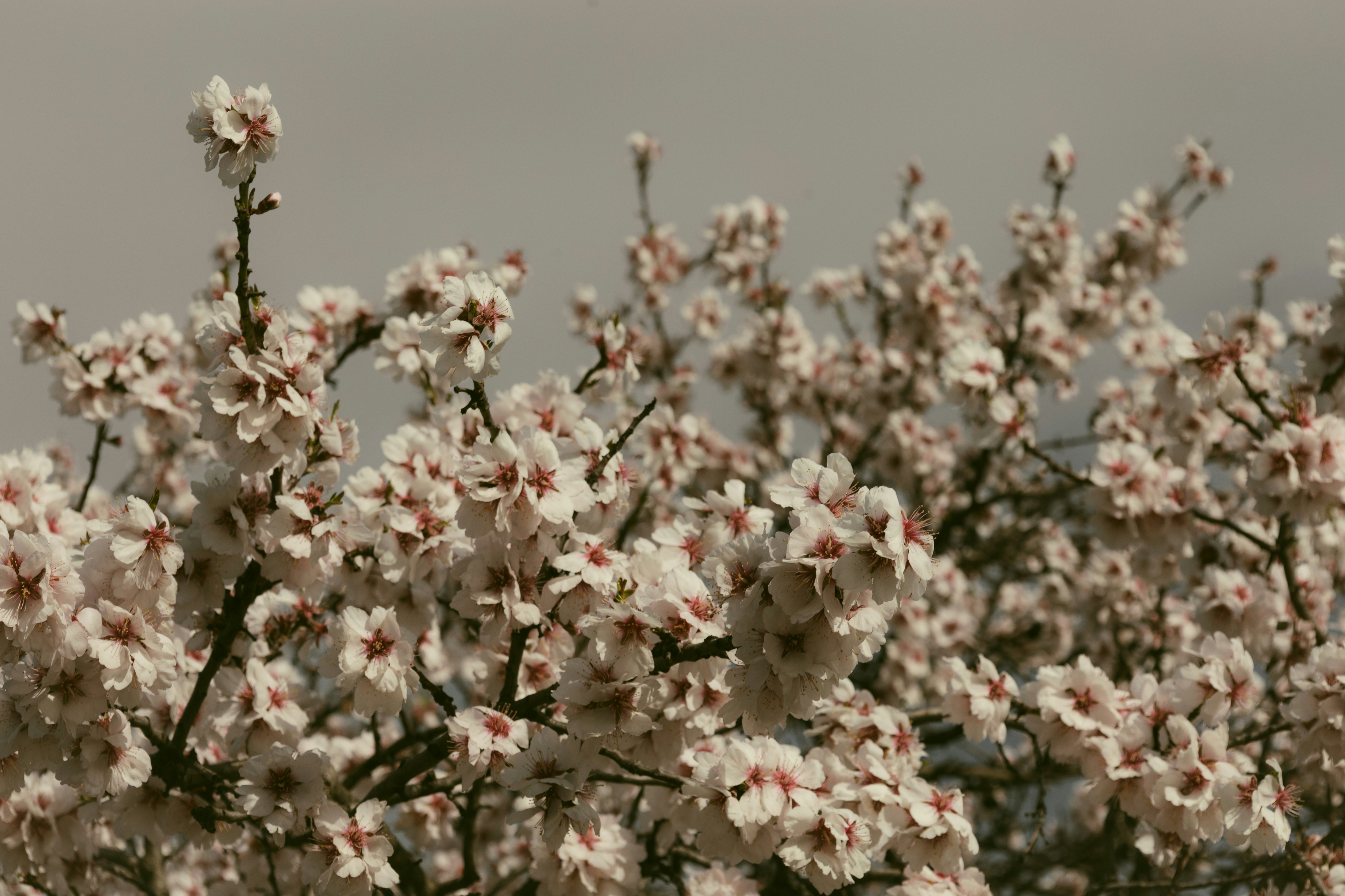 Blossoms in Soft Light: A Sea of White Petals