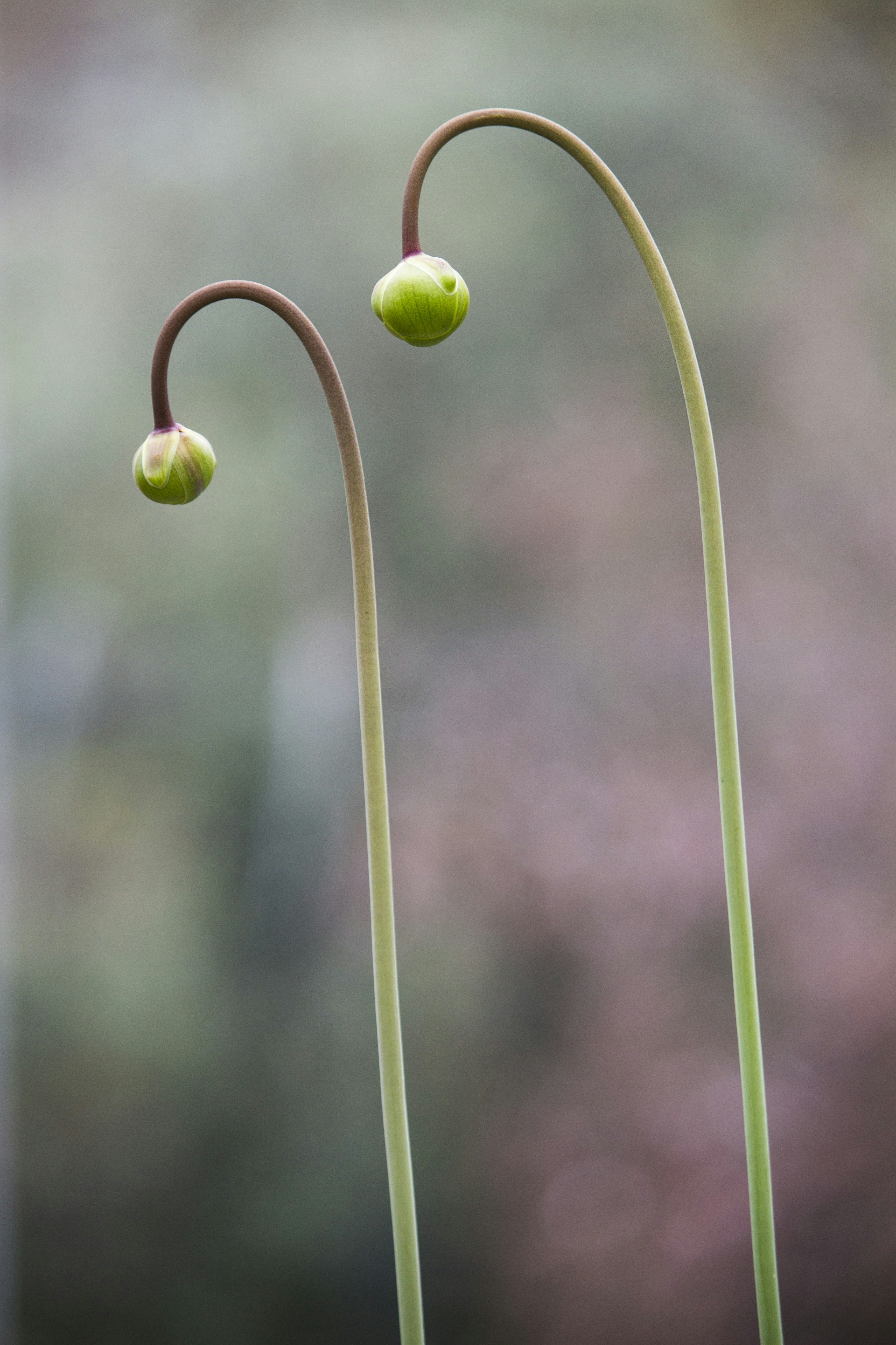 Photo by Tara Vester with Canon EOS 650D