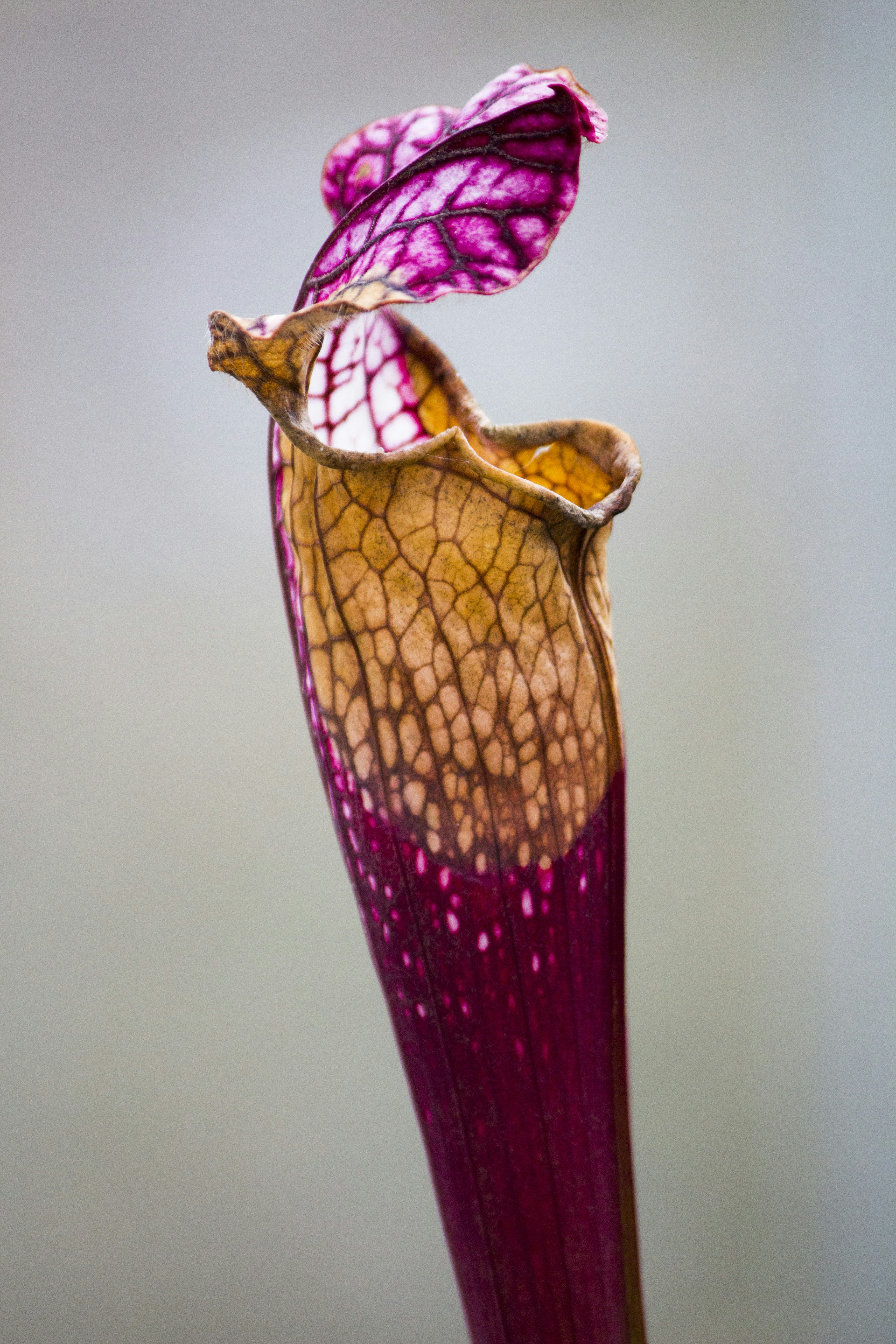 Photo by Tara Vester with Canon EOS 650D