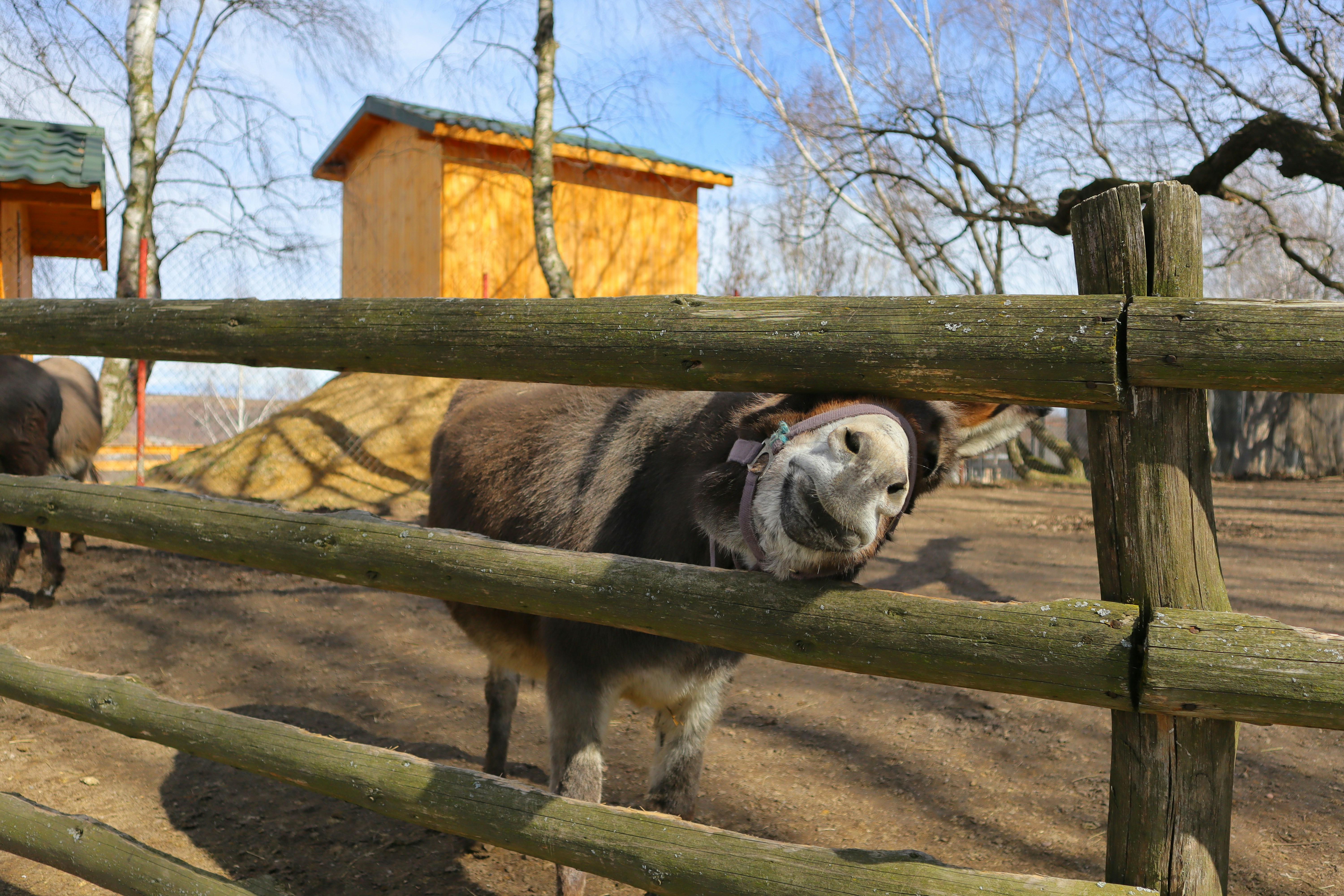 Donkey peering through a wooden fence with a small wooden structure and bare trees in the background.