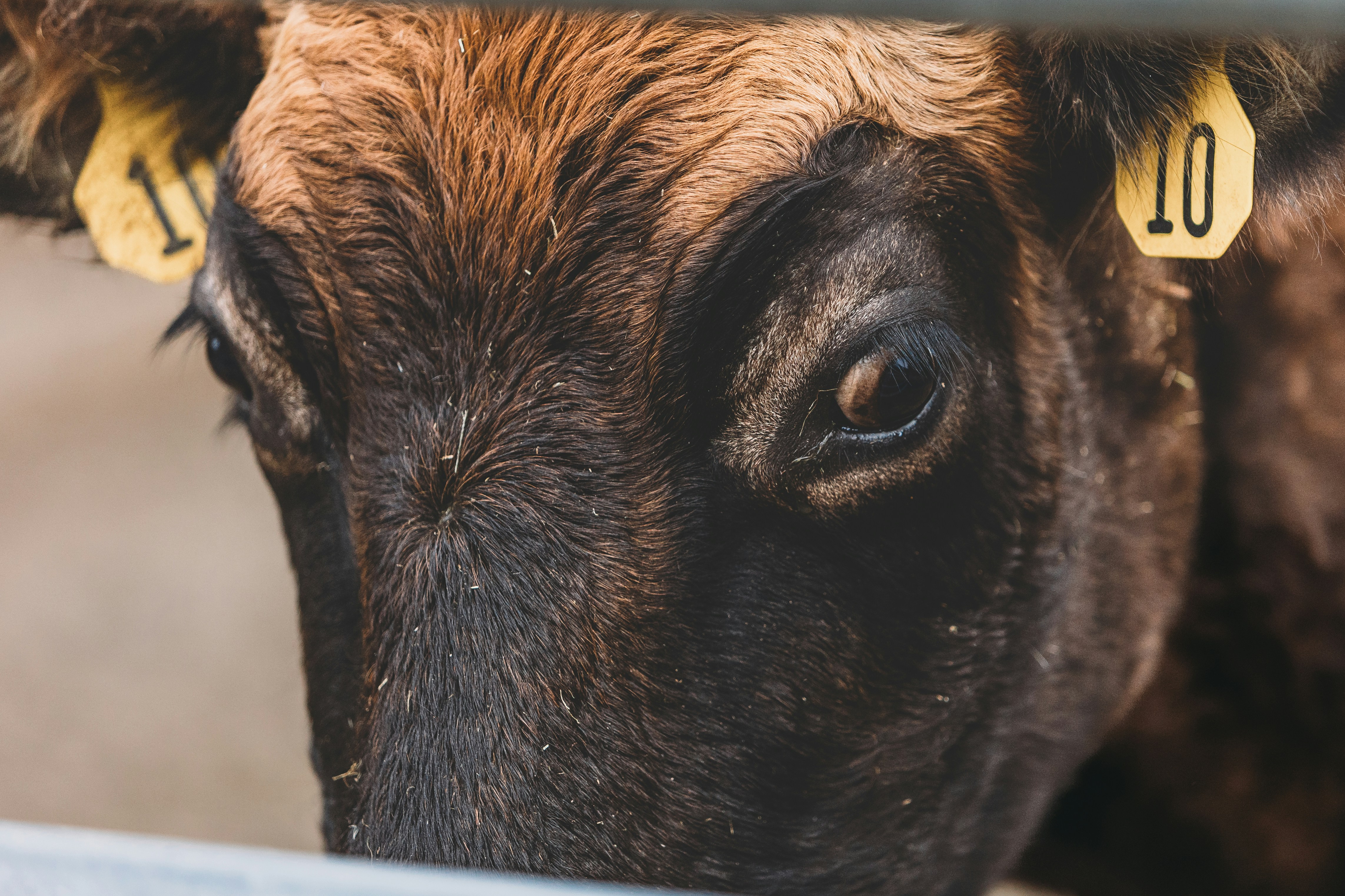 A close up of a cow looking through a fence photo – Free Traders point ...