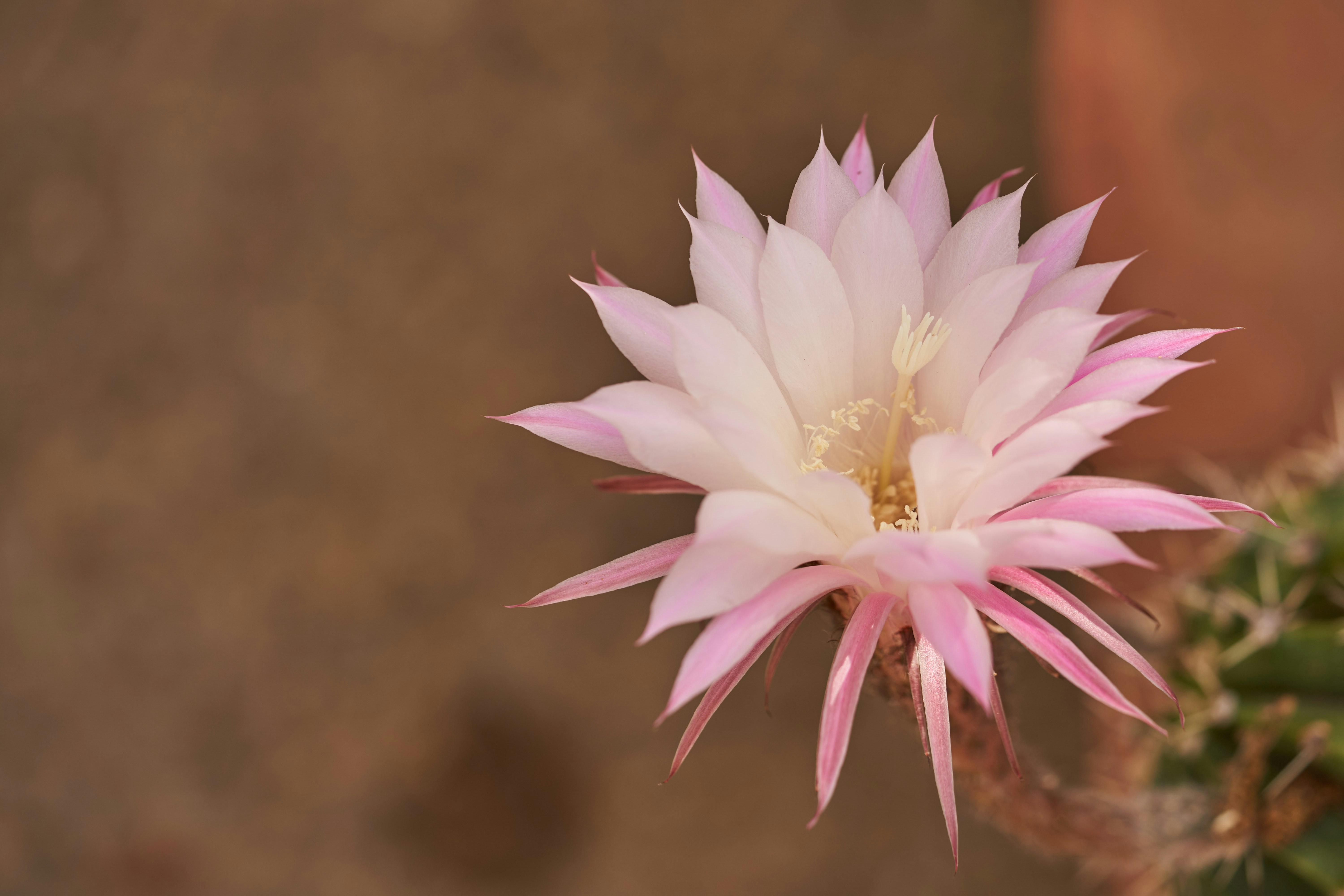 a pink and white flower in a pot