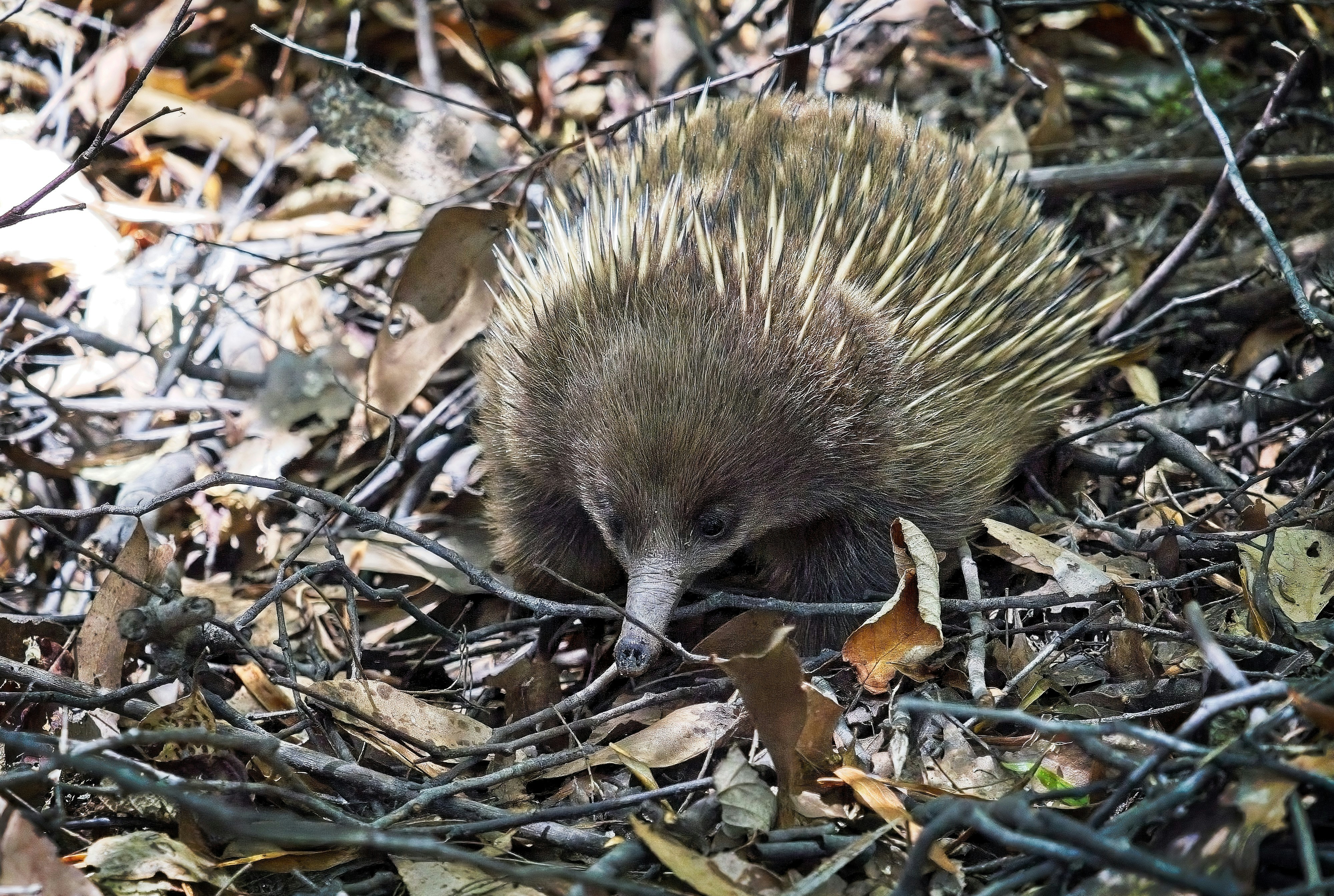 Echidna Pictures | Download Free Images on Unsplash